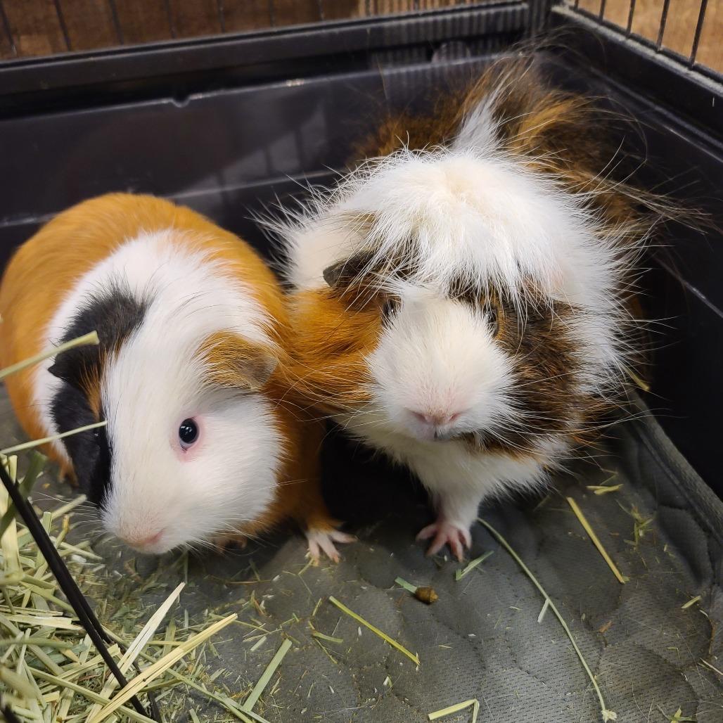Guinea Pig for adoption - Annaken and Zeb, a Guinea Pig in Stokesdale ...