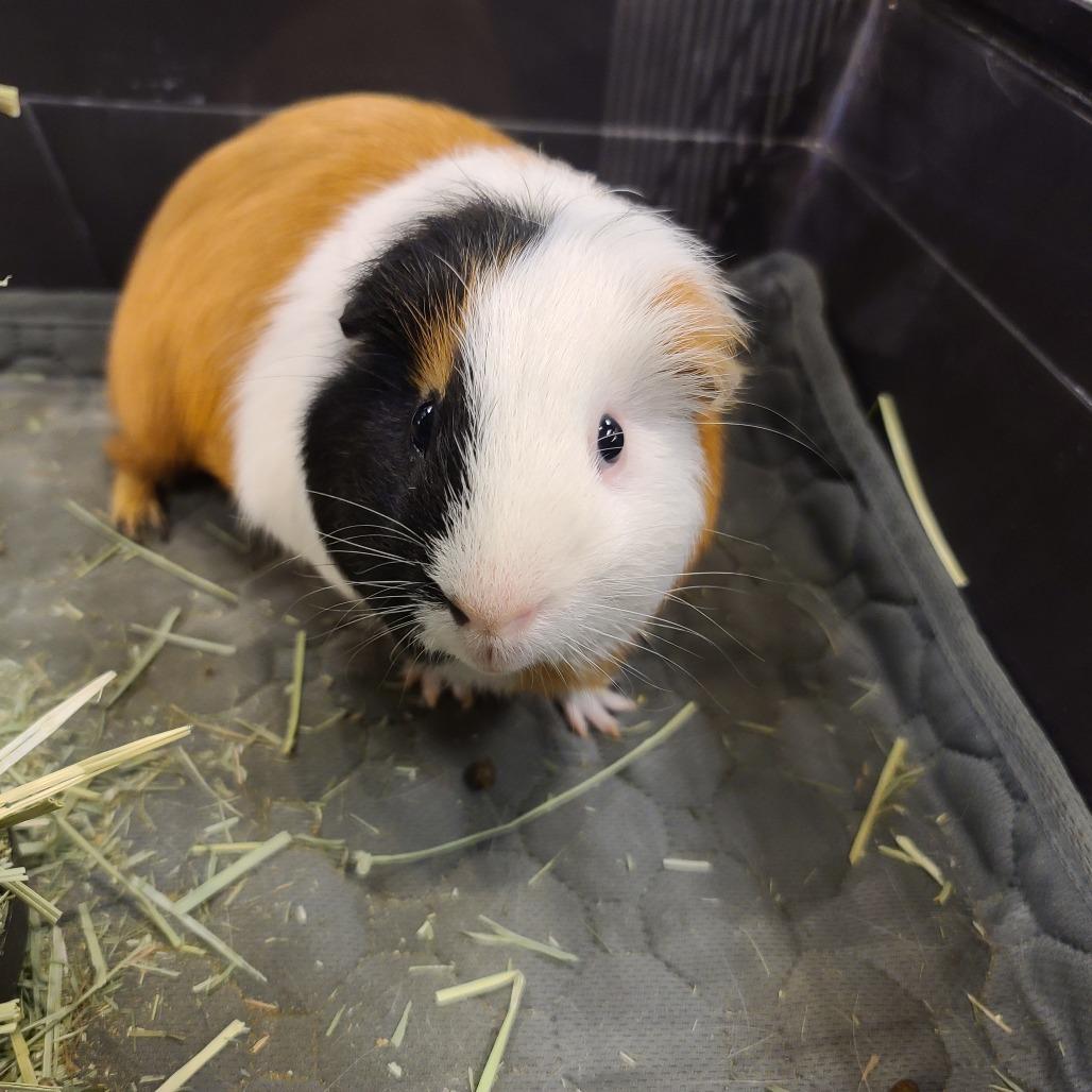 Guinea Pig for adoption - Annaken and Zeb, a Guinea Pig in Stokesdale ...