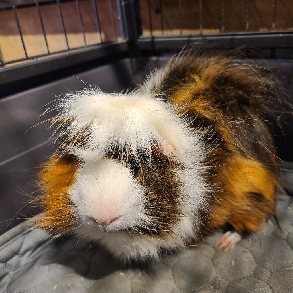 Guinea Pig for adoption - Annaken and Zeb, a Guinea Pig in Stokesdale ...
