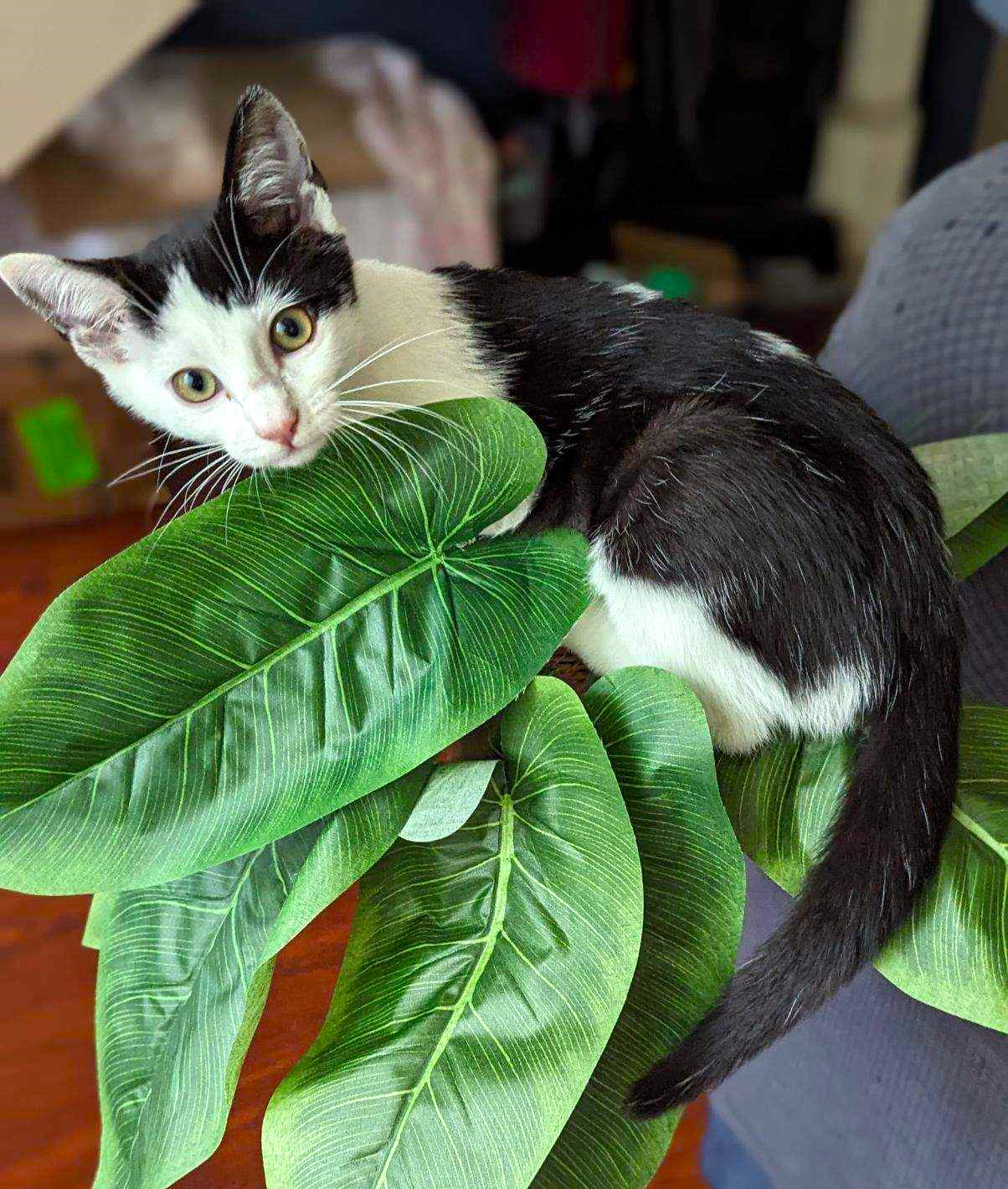 Cat for adoption - Blue Bell, a Domestic Short Hair in Rancho Palos ...
