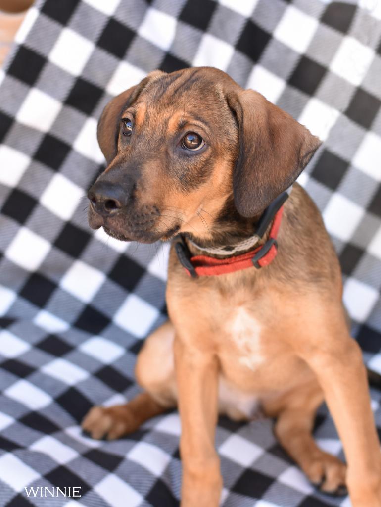 Dog for adoption - Winnie/ Winston (DF litter), a Shepherd & Labrador ...