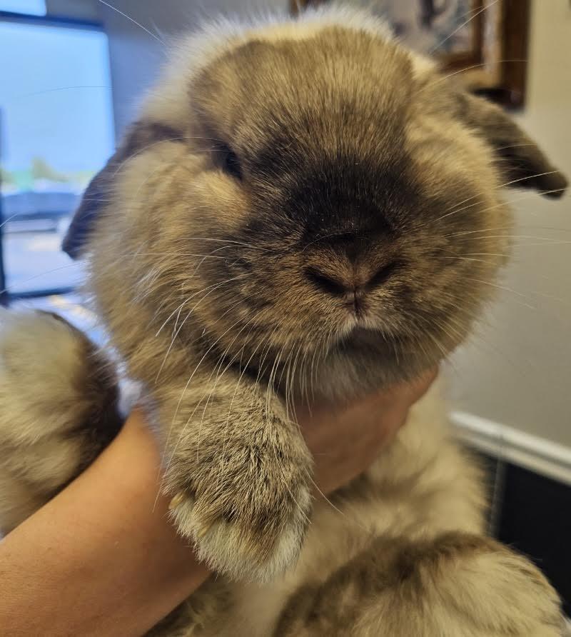 Rabbit for adoption - Gigi, a Holland Lop in South Elgin, IL | Petfinder