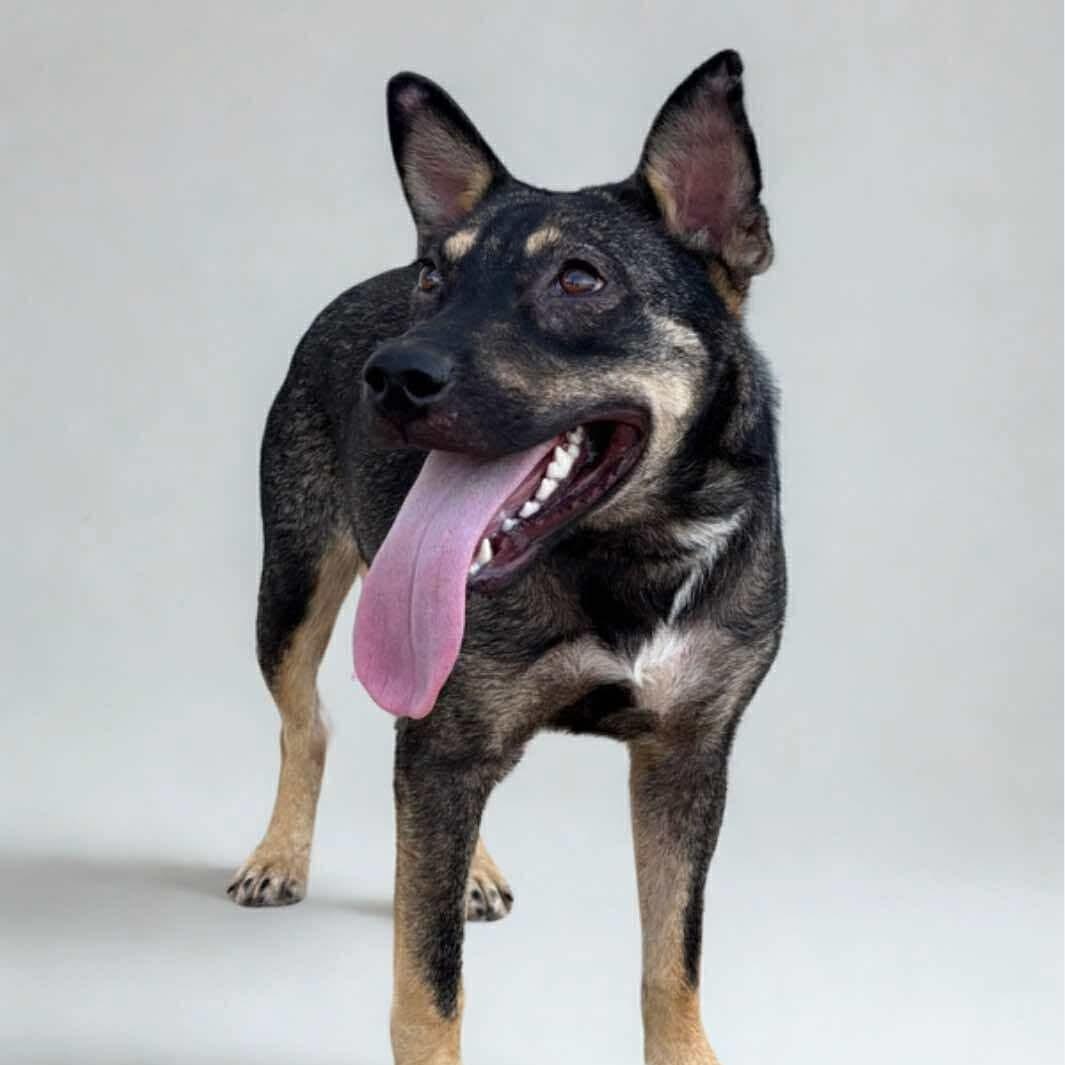 Dog for adoption - Zelda, an Australian Cattle Dog / Blue Heeler Mix in ...