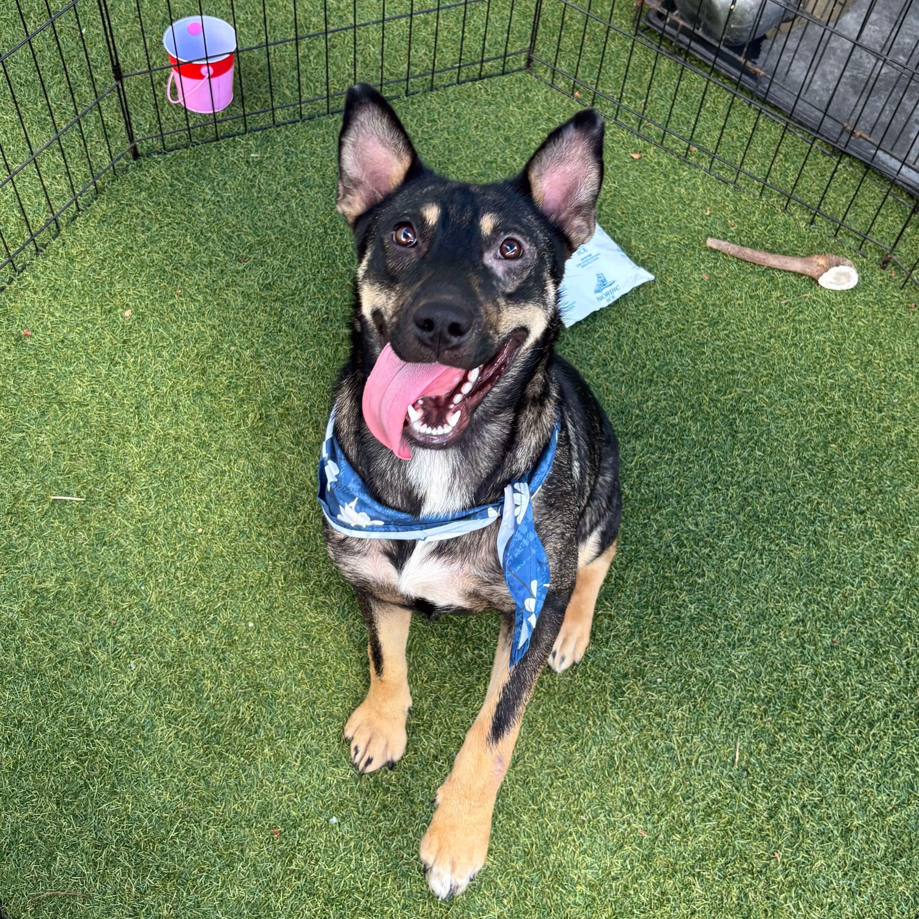 Dog for adoption - Zelda, an Australian Cattle Dog / Blue Heeler Mix in ...