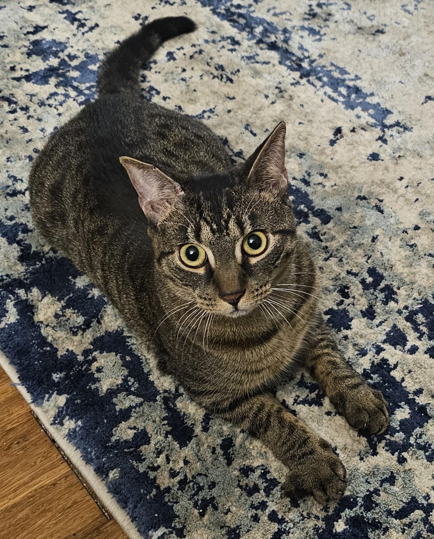 Cat for adoption - Milo and Obie, a Domestic Short Hair in Granby, CT ...