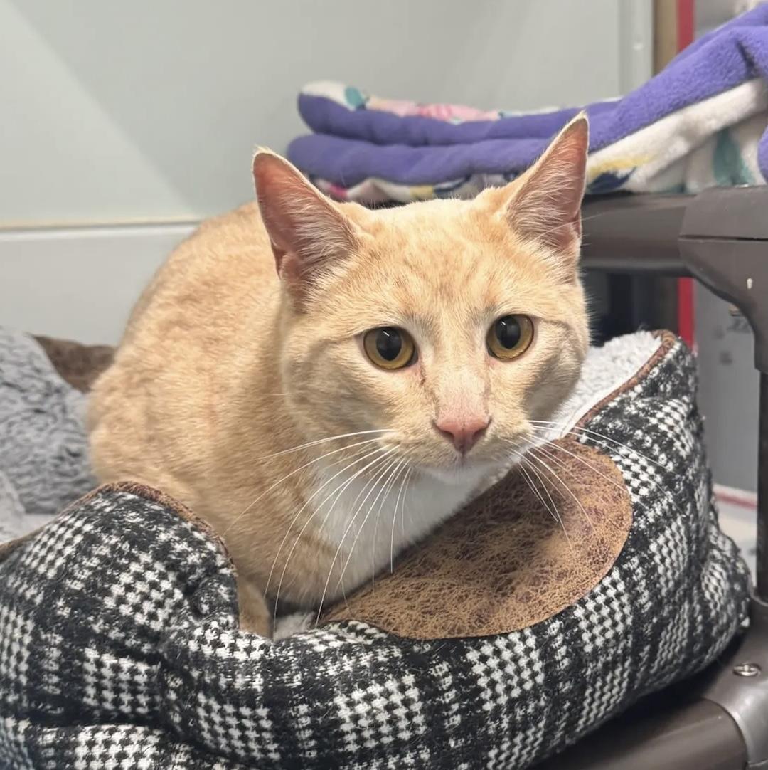 Cat for adoption - 2nd Chance Charlie, a Domestic Short Hair & Tabby ...