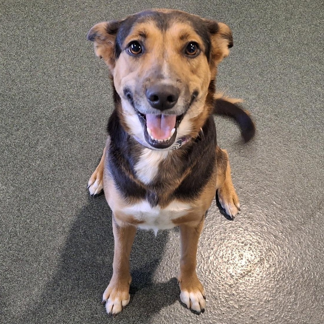 Dog for adoption - Amy, a Shepherd Mix in Cincinnati, OH | Petfinder