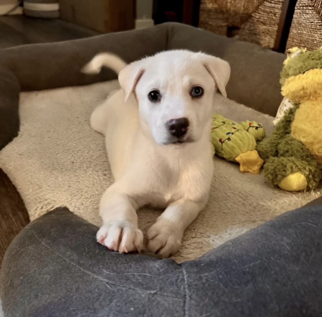 Dog for adoption - Mutt damon, a Labrador Retriever in Evergreen, CO | Petfinder