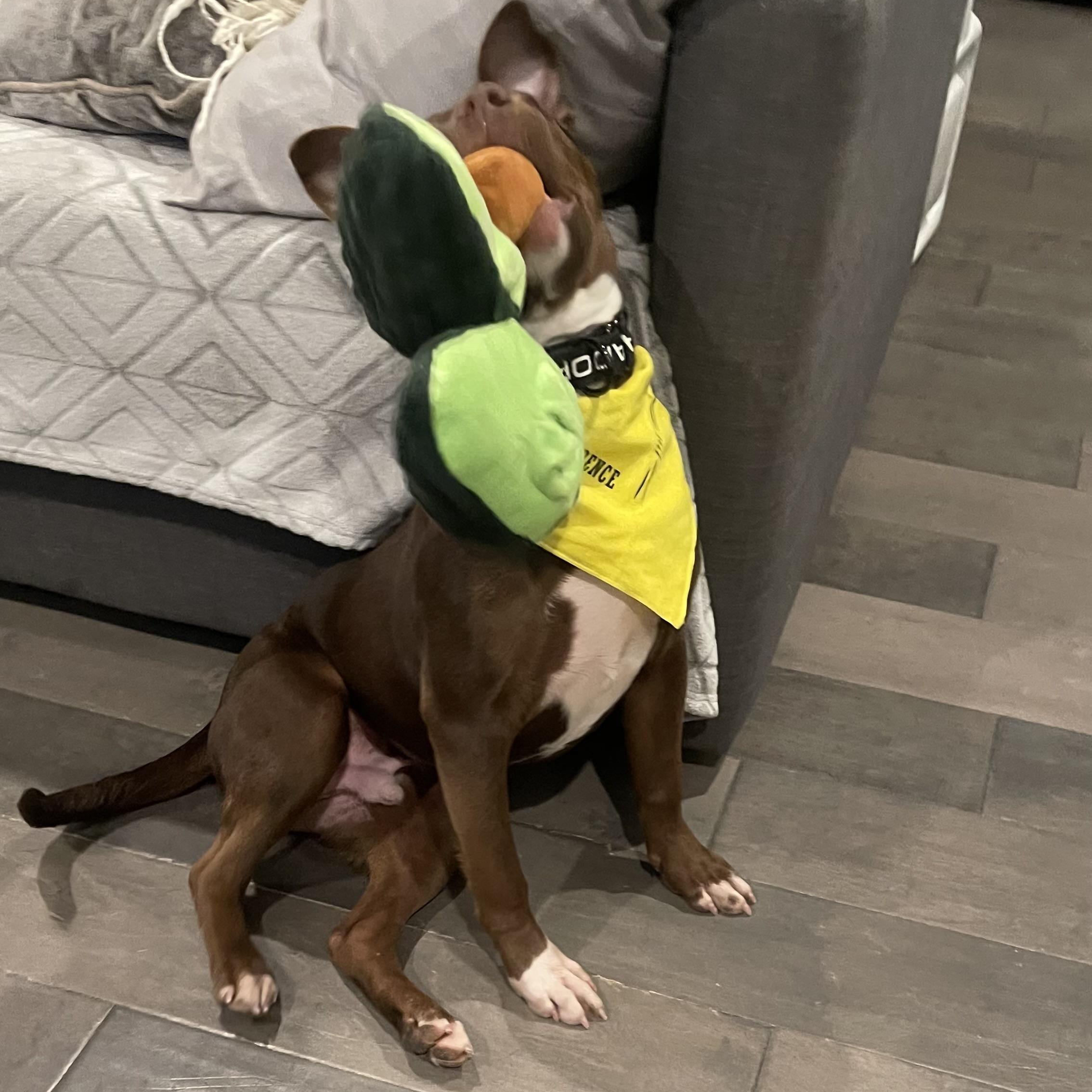 Dog for adoption - Rusty, a Pit Bull Terrier in Stowe, VT | Petfinder