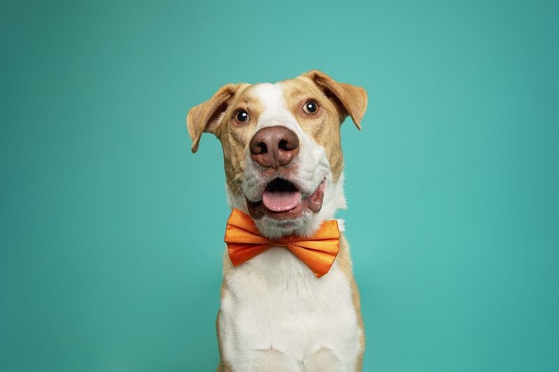 Dog for adoption - Jayce Ace Labrador Good Boy, a Labrador Retriever ...