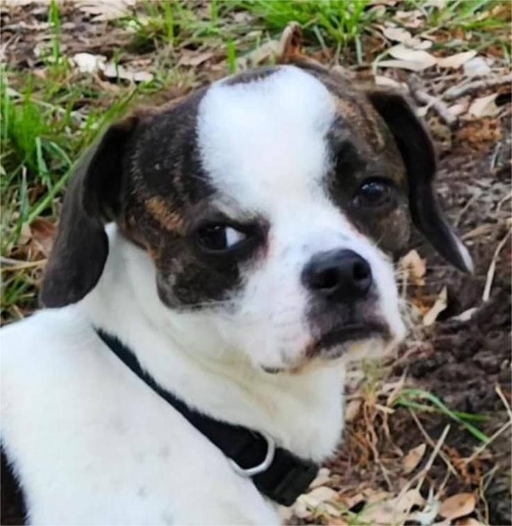 Dog for adoption - Luffy, a Shih Tzu & Pug Mix in Pittsburgh, PA ...