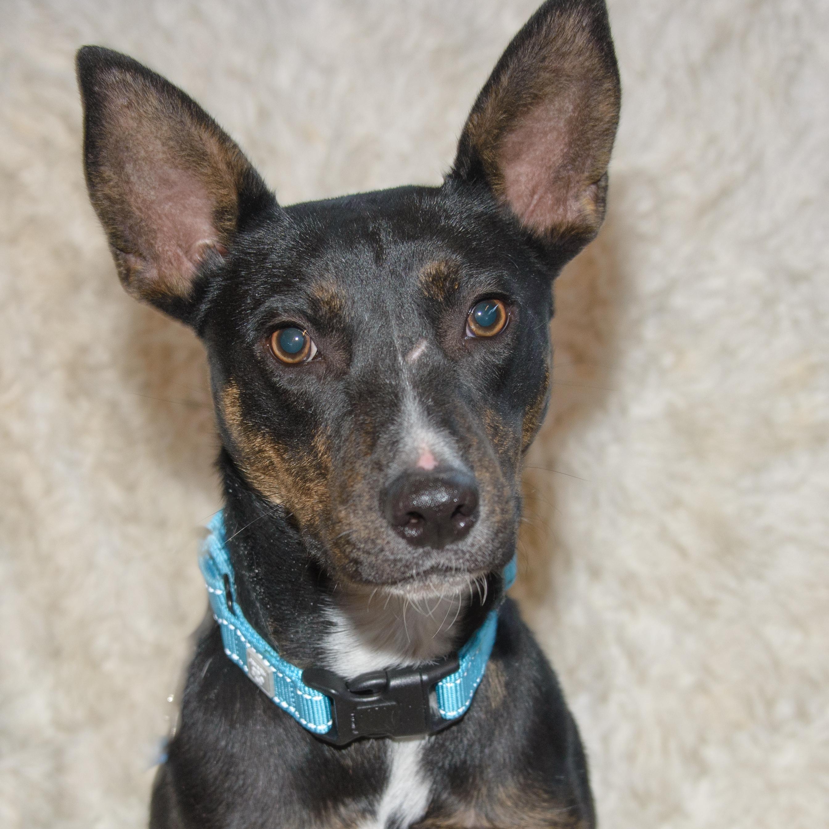 Dog for adoption - Toby, a Manchester Terrier Mix in Hopkinton, MA ...