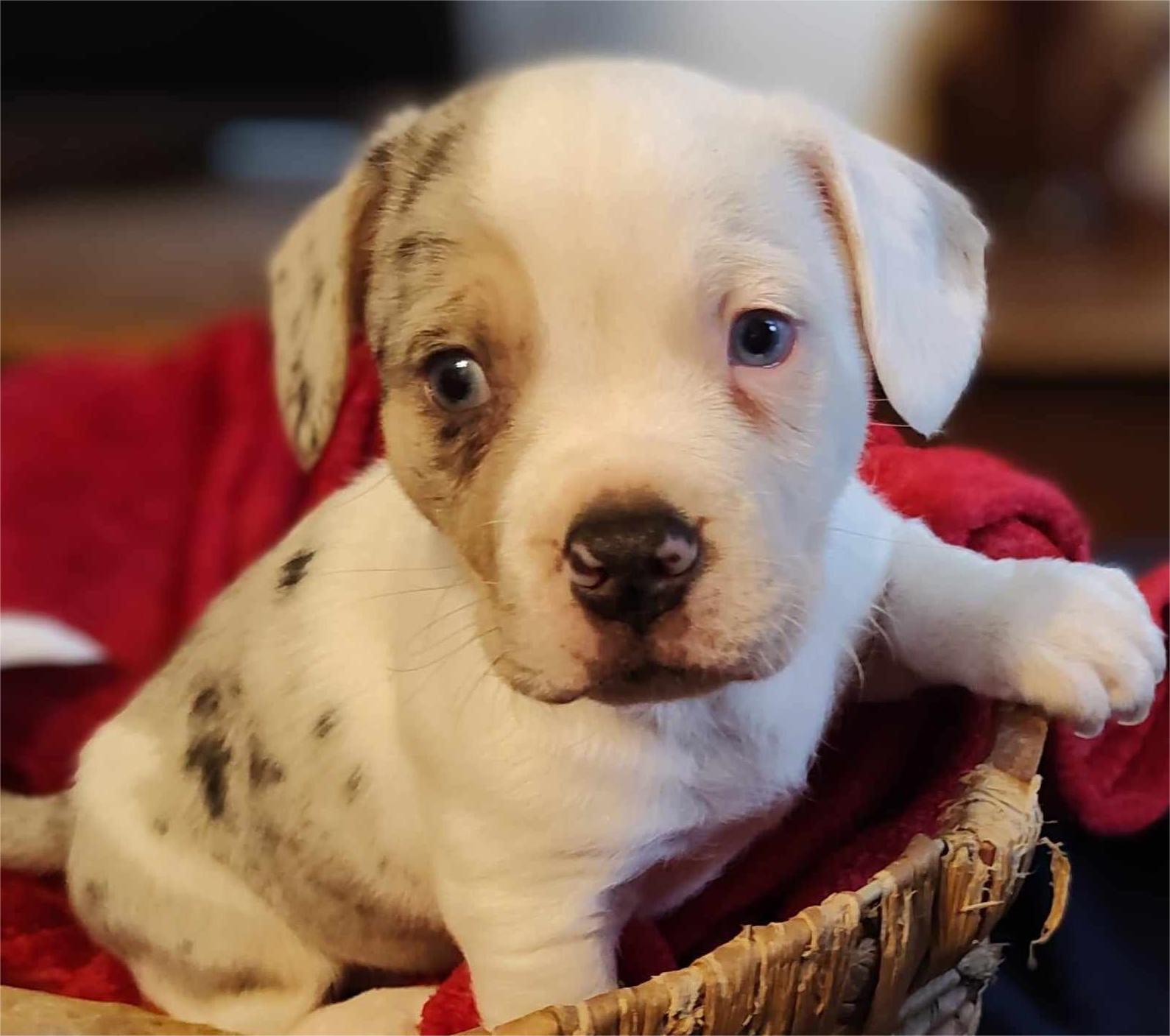 Dog for adoption - Edward 'Duke' Ellington, a Pug & Chihuahua Mix in ...