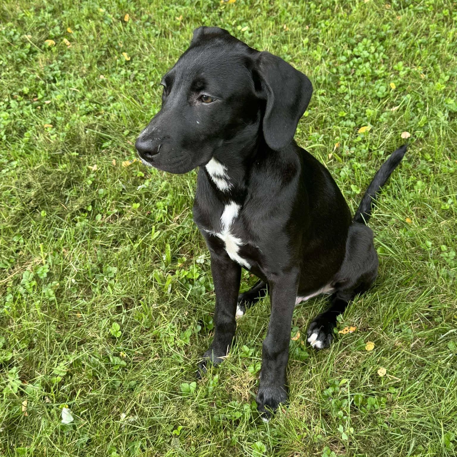Dog for adoption - Rex, a Labrador Retriever & Hound Mix in Export, PA ...
