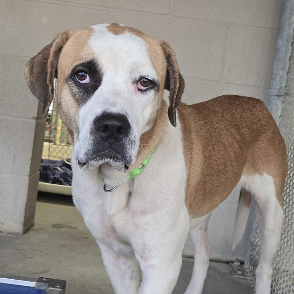 Dog for adoption - Bahia, a Saint Bernard Mix in Southington, CT ...