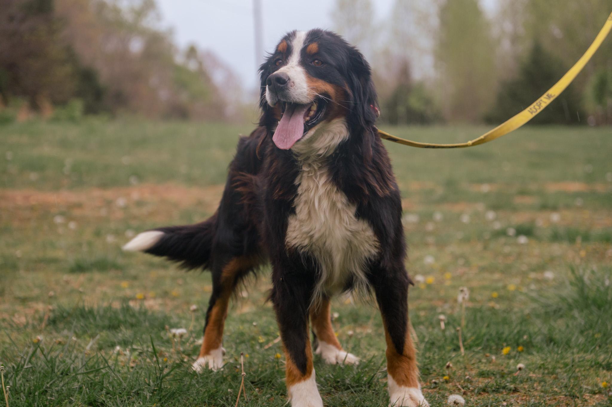 Dog for adoption - Maisie - Transport, a Bernese Mountain Dog in Wilmington, OH | Petfinder