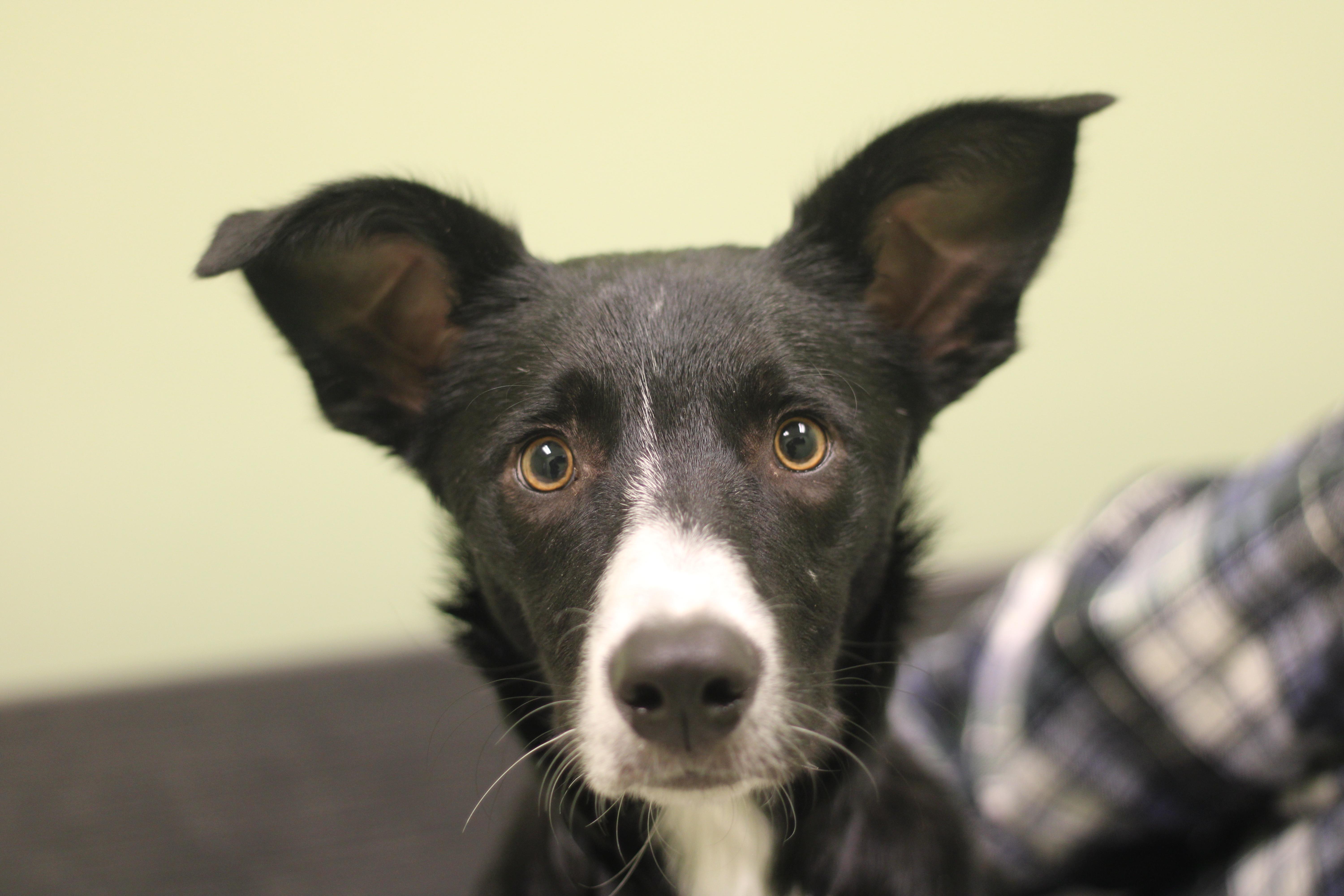 Dog for adoption - Buddy, a Border Collie Mix in Cooperstown, NY ...