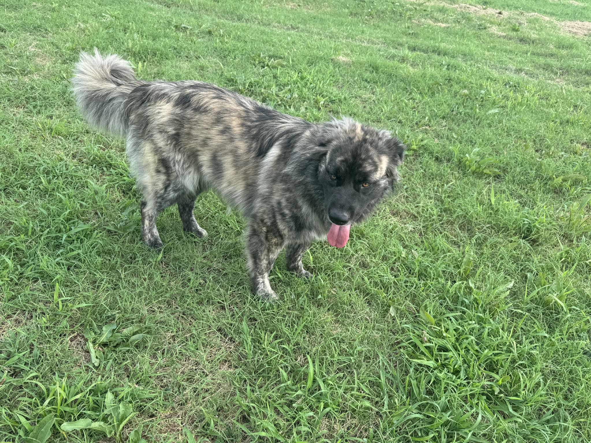 Dog for adoption - Robbie, a German Shepherd Dog Mix in Buffalo, NY ...