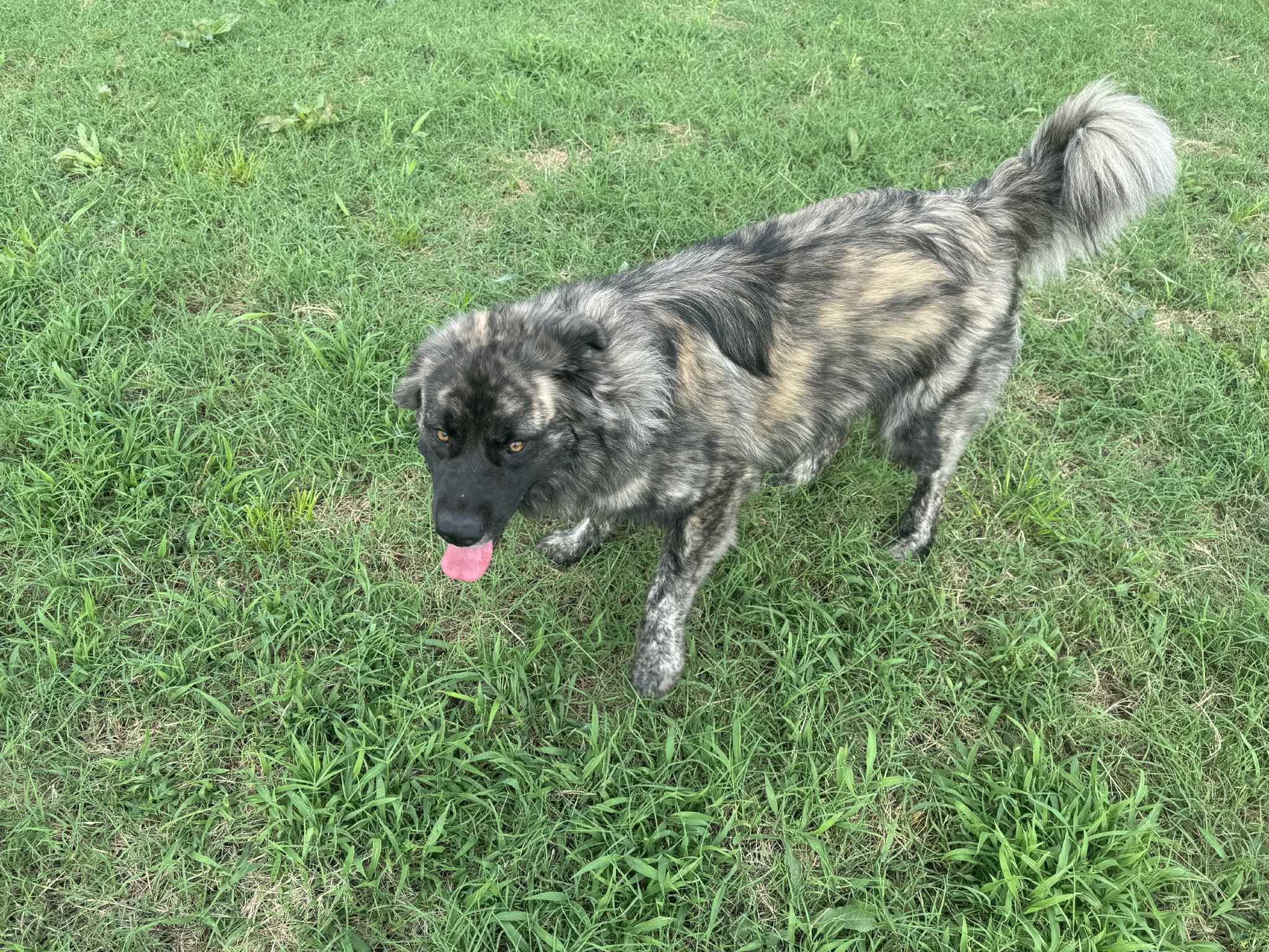 Dog for adoption - Robbie, a German Shepherd Dog Mix in Buffalo, NY ...