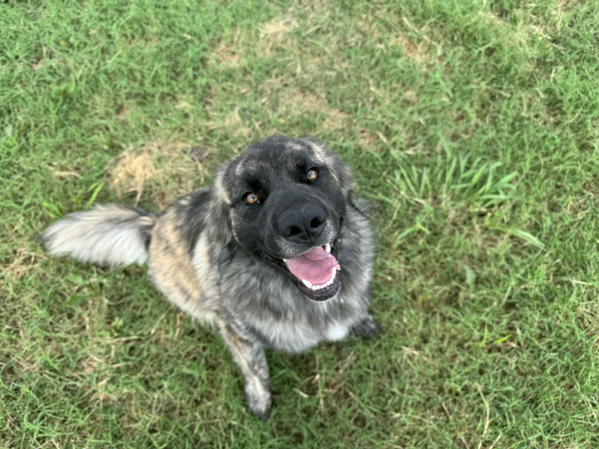 Dog for adoption - Robbie, a German Shepherd Dog Mix in Buffalo, NY ...