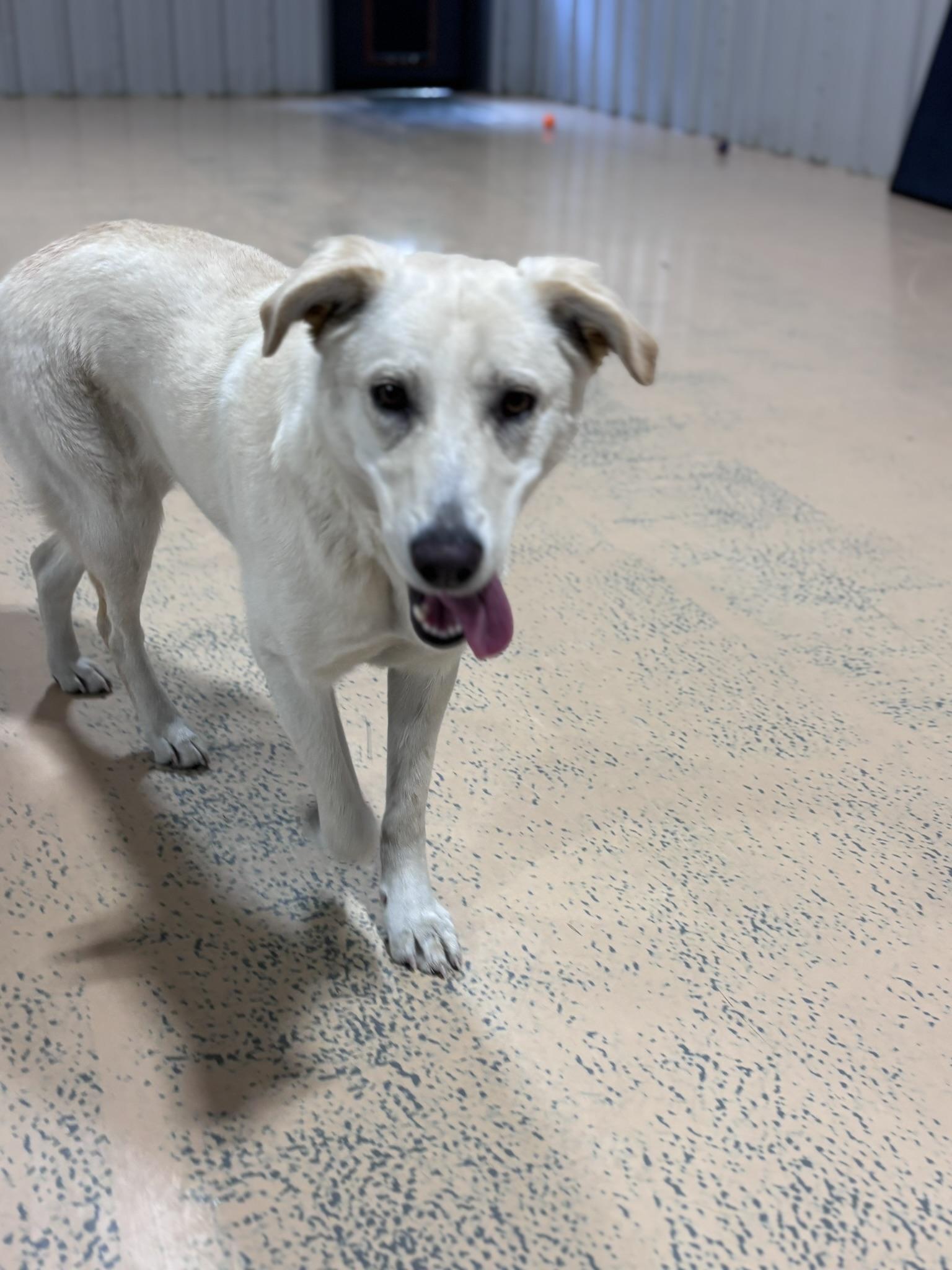 Dog for adoption - Rose, a Yellow Labrador Retriever Mix in Pembroke ...