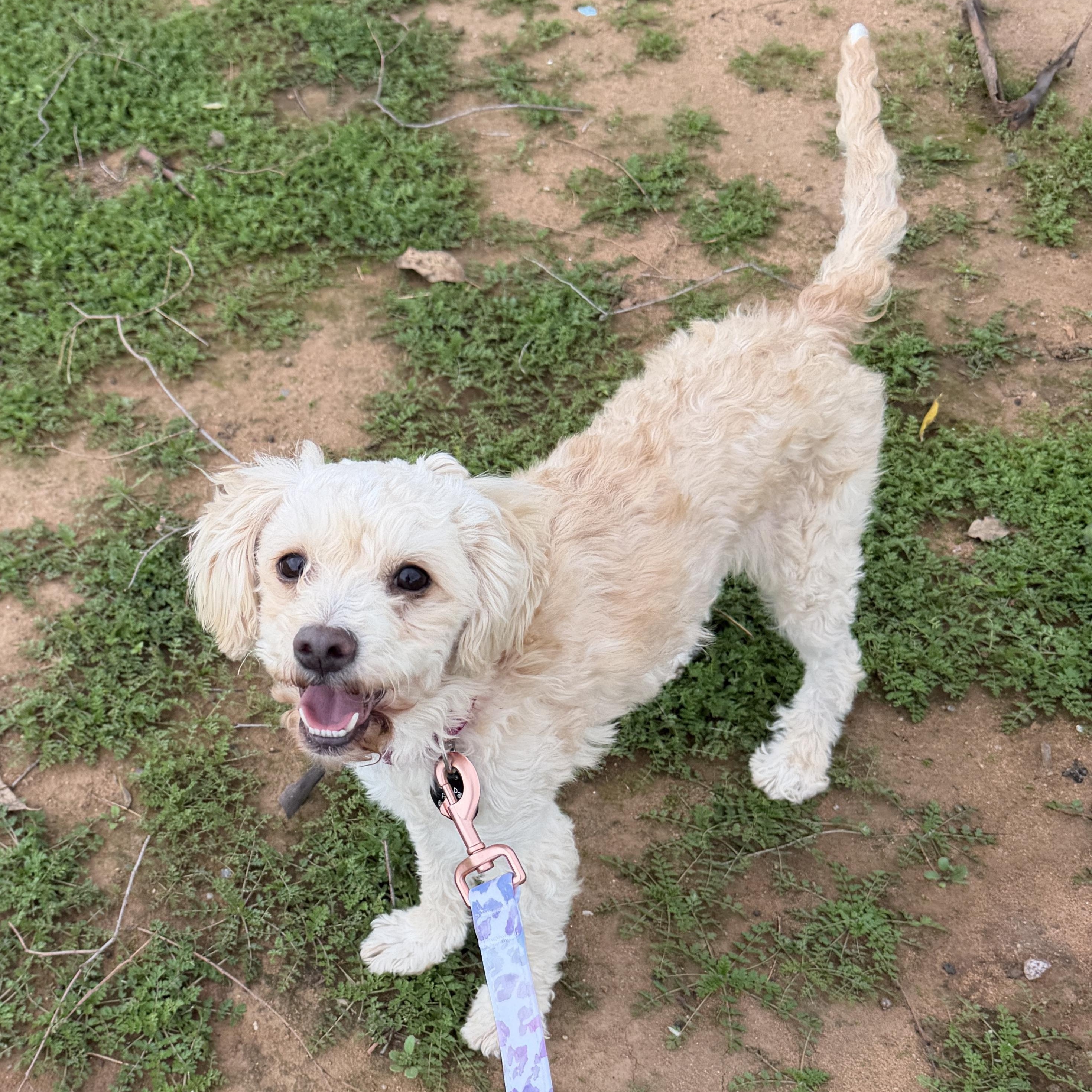 Brooke - Adoptable Pet | Petfinder | Petfinder