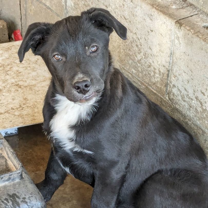 Adopt A Friend - Bella Vista Animal Shelter