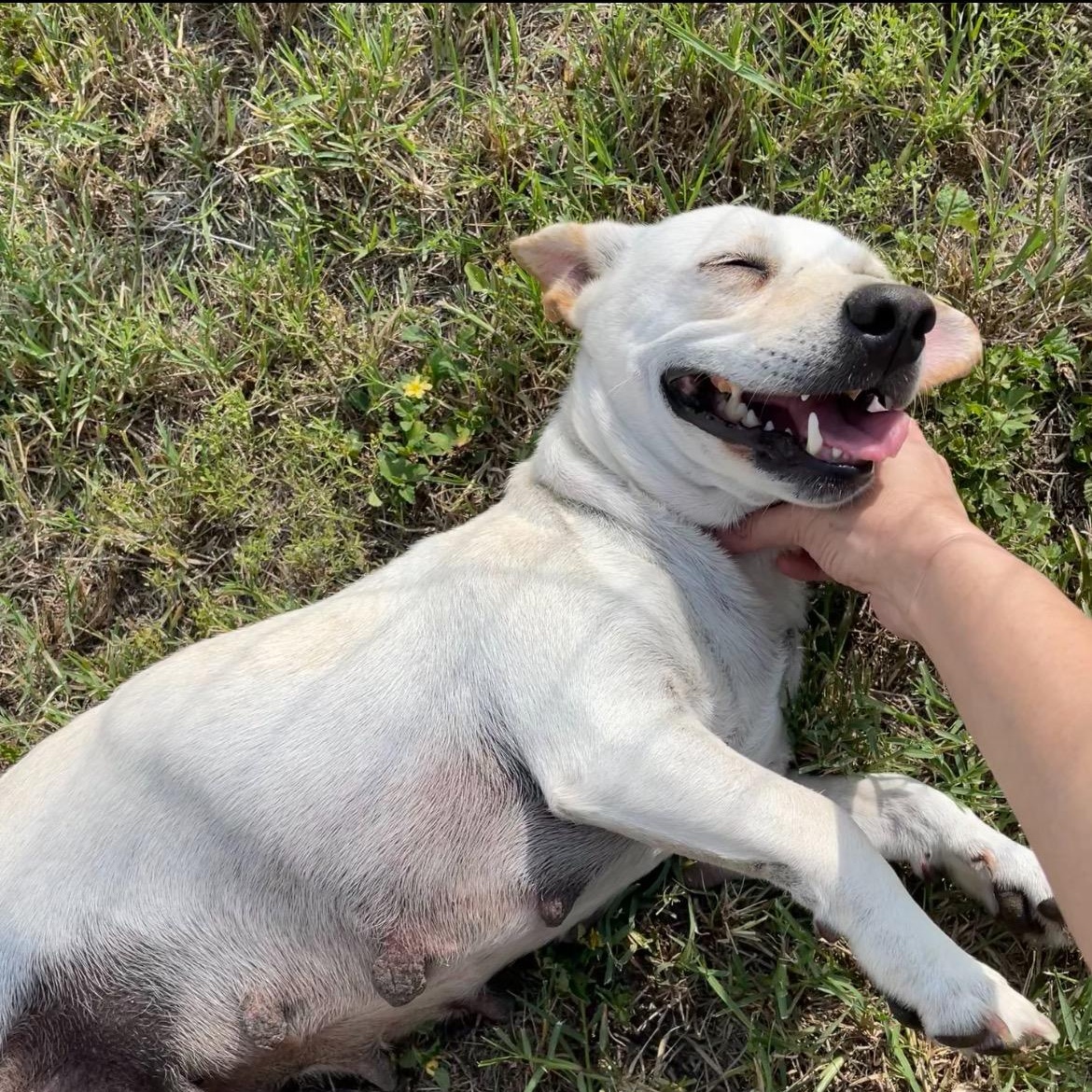 Dog for adoption - Gracie, a Jack Russell Terrier Mix in Philadelphia, PA | Petfinder
