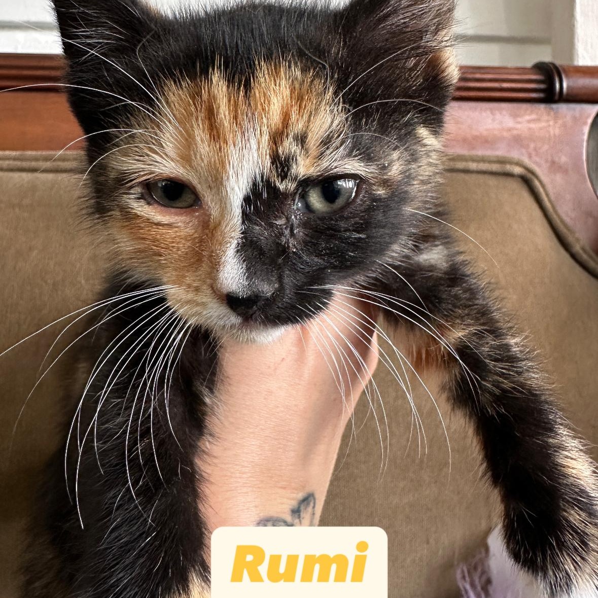 Cat for adoption - R Kittens Rumi Raya Roman Rosalie & Ripley, a ...