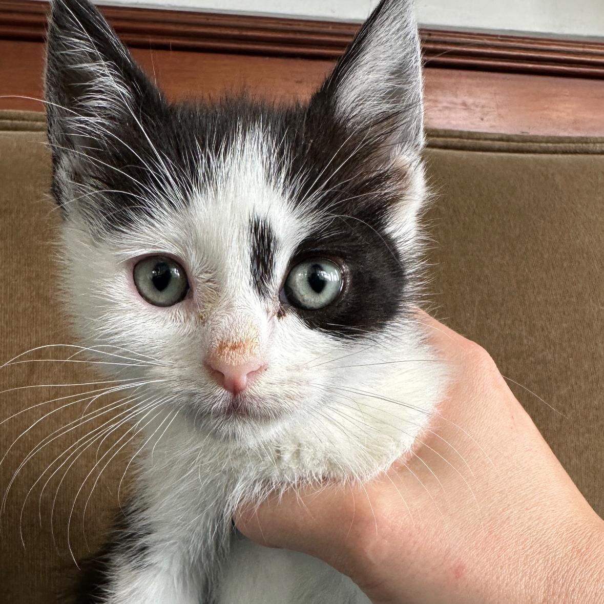 Cat for adoption - R Kittens Rumi Raya Roman Rosalie & Ripley, a ...