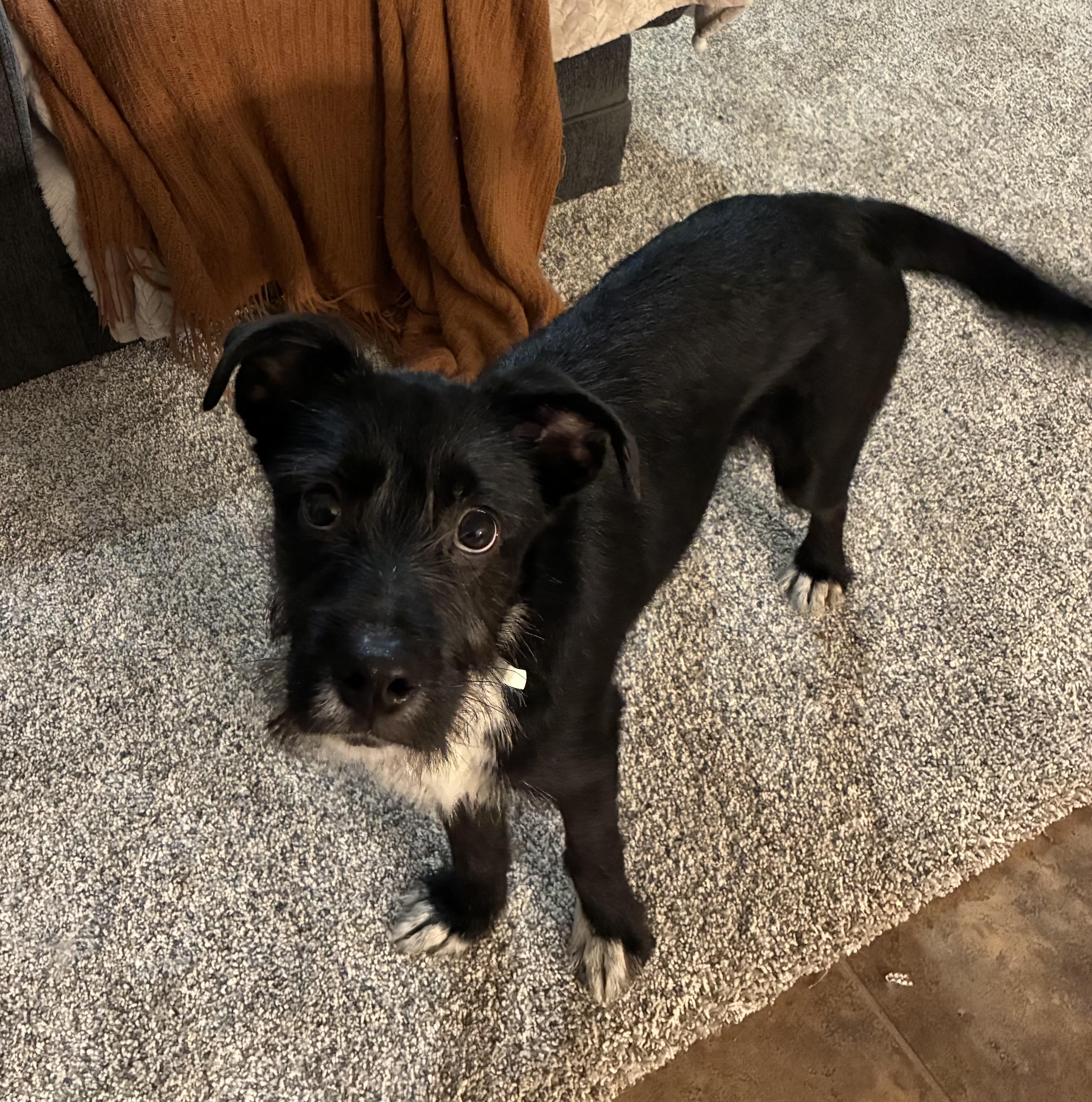 Dog for adoption - Edwin, a Wirehaired Terrier & Schnauzer Mix in ...