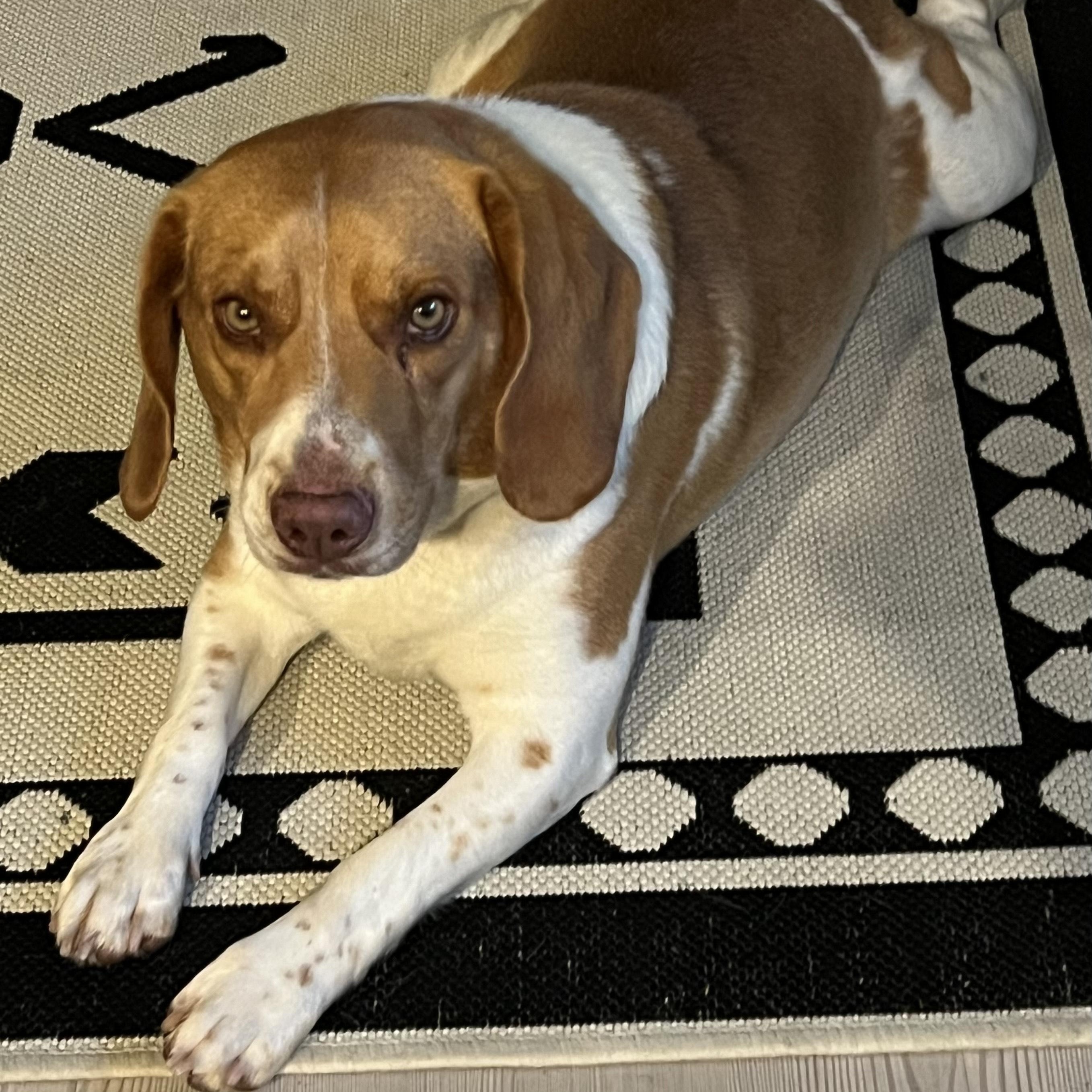 Dog for adoption - Mort, a Beagle Mix in Springfield , MO | Petfinder