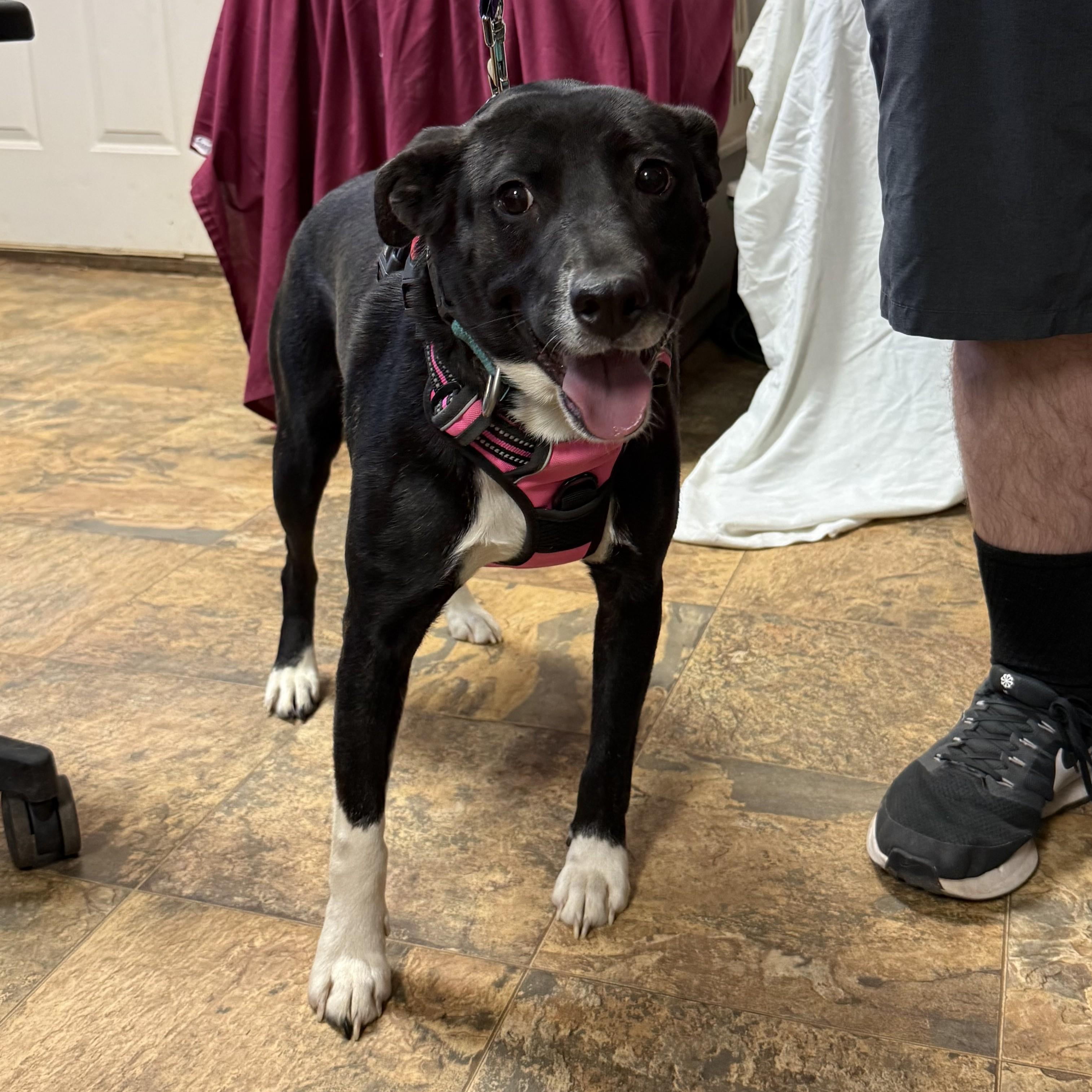 Dog for adoption - Daisy, a Pit Bull Terrier Mix in Jamaica Plain, MA ...