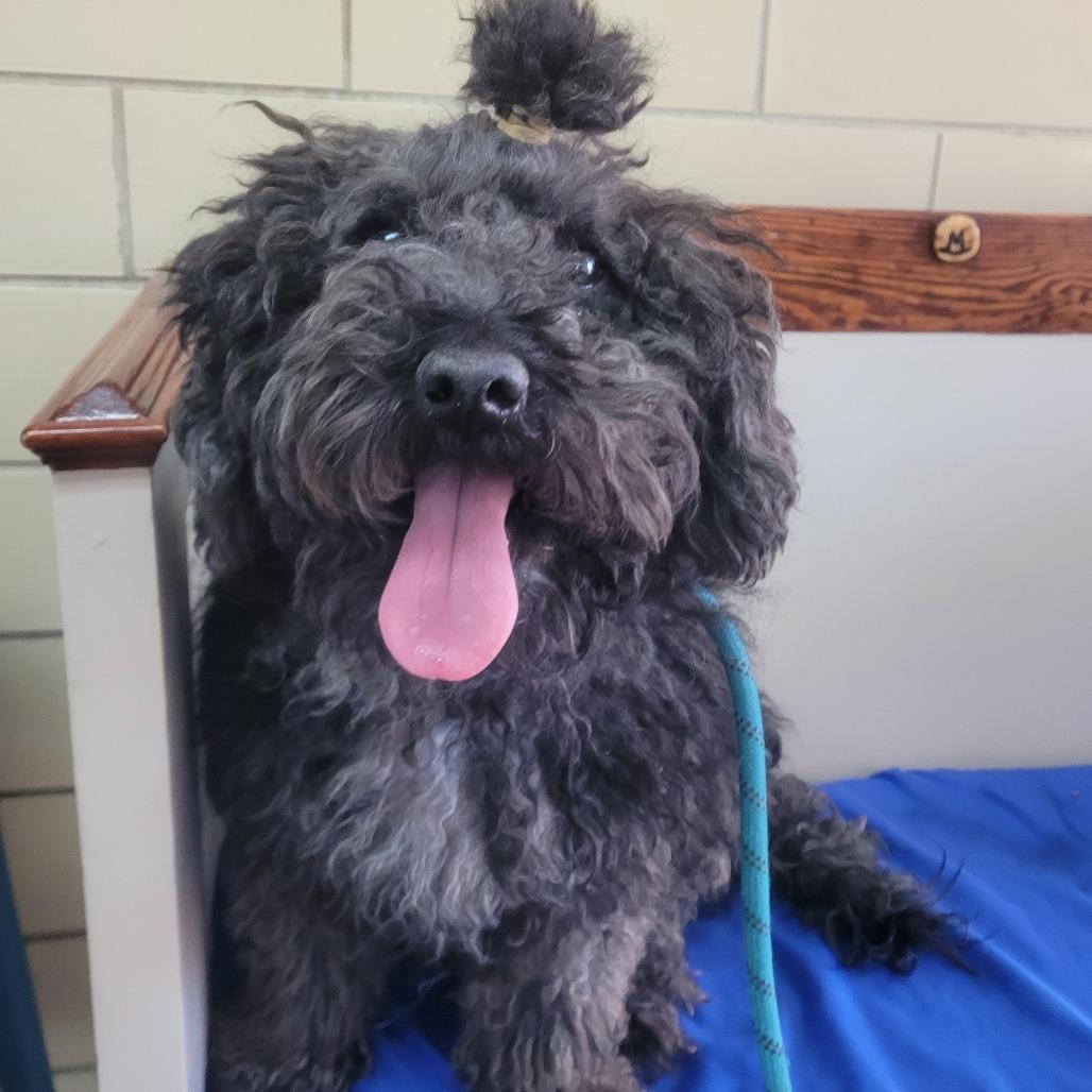 Dog for adoption - Moby, a Poodle Mix in West Point, MS | Petfinder