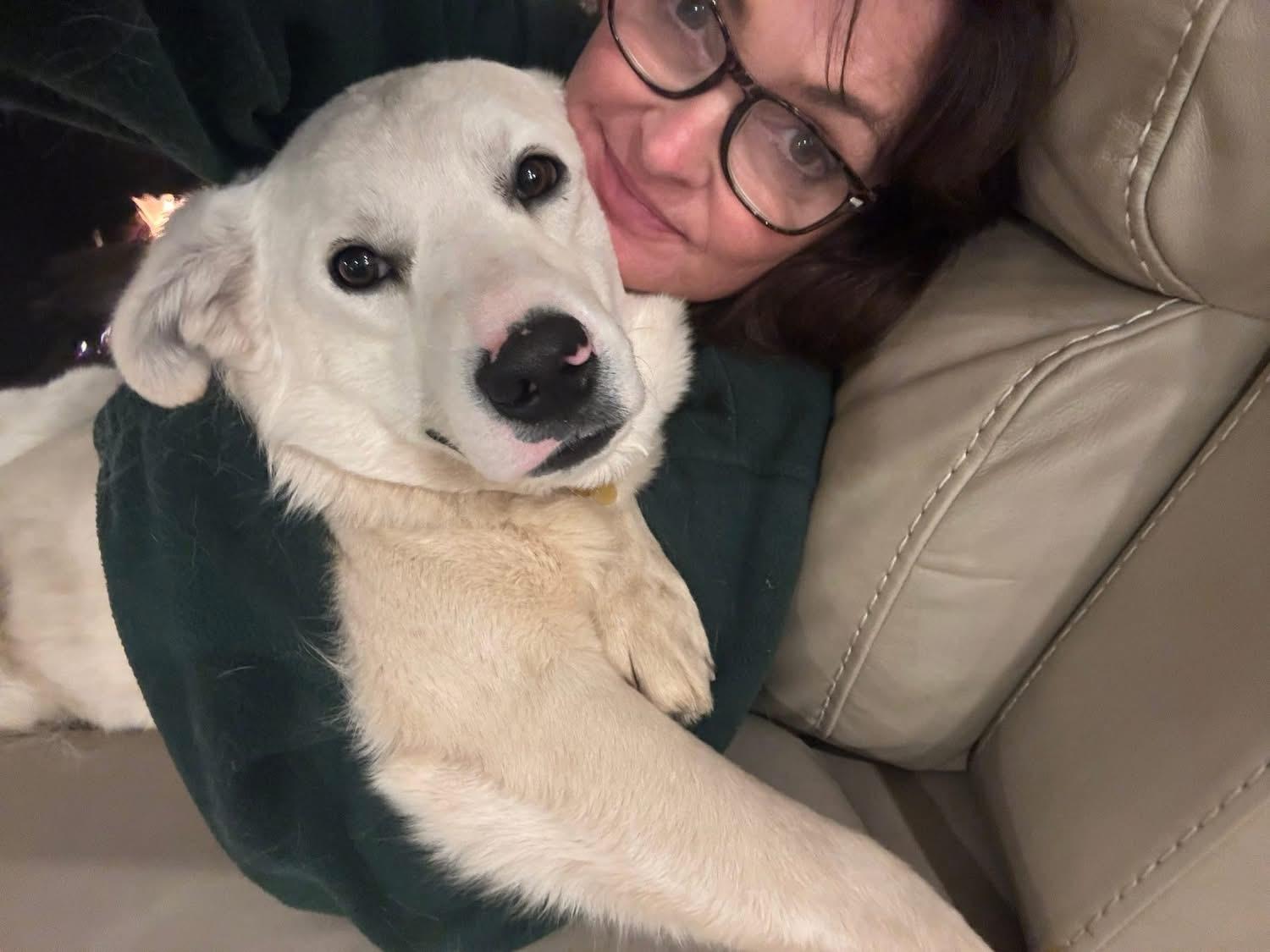 Dog for adoption - Huck, a Labrador Retriever Mix in Southlake, TX ...