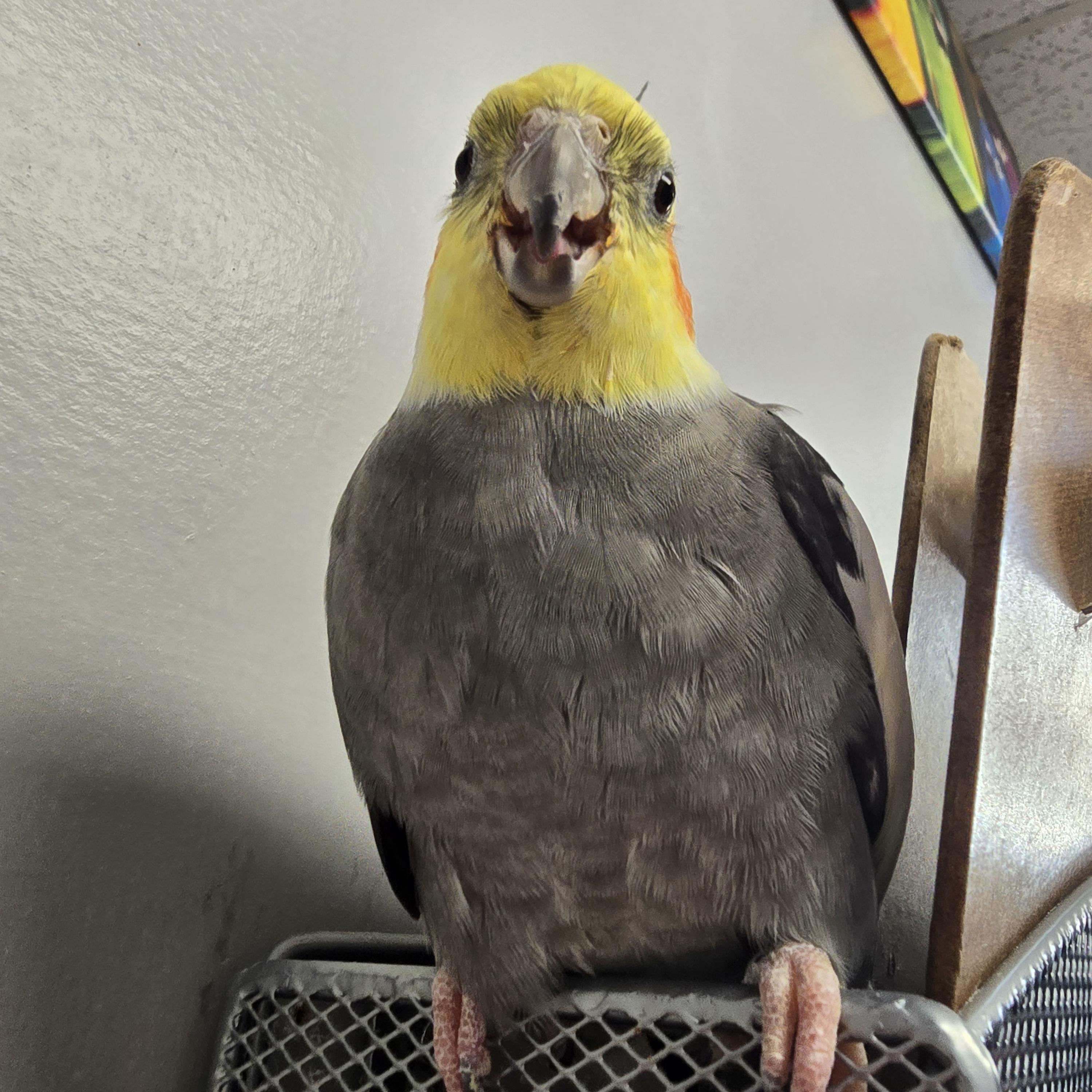 Parrot for adoption - Prince Charming, a Cockatiel in Waukesha, WI ...