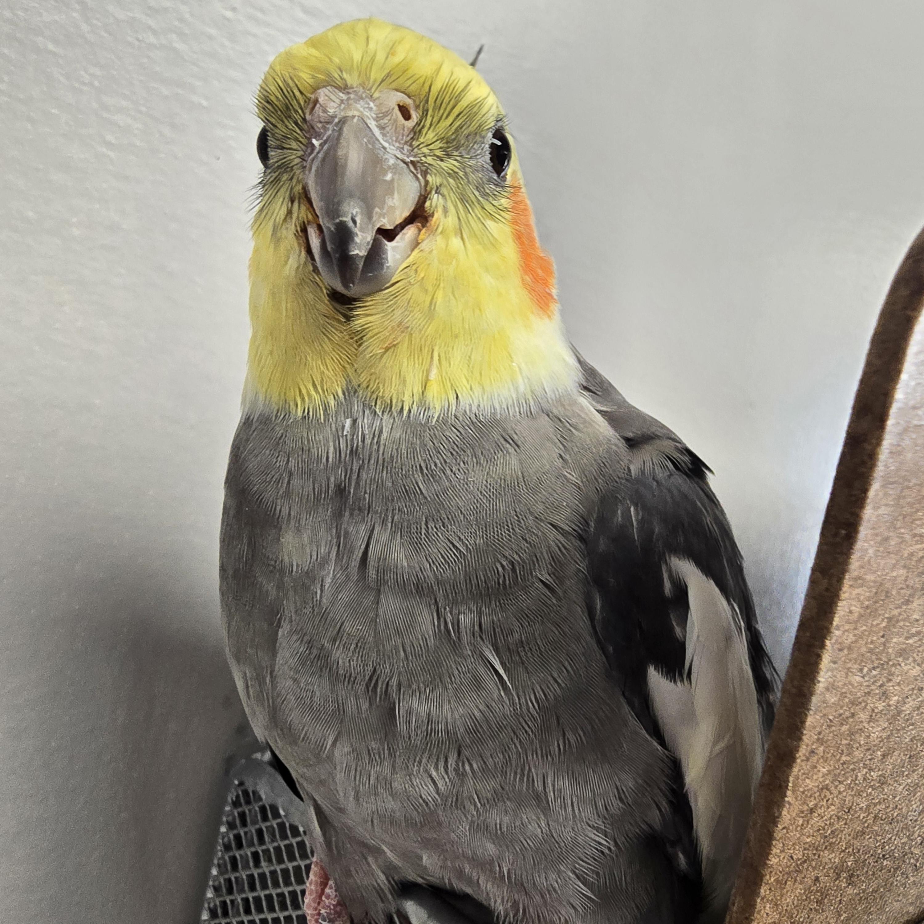Parrot for adoption - Prince Charming, a Cockatiel in Waukesha, WI ...