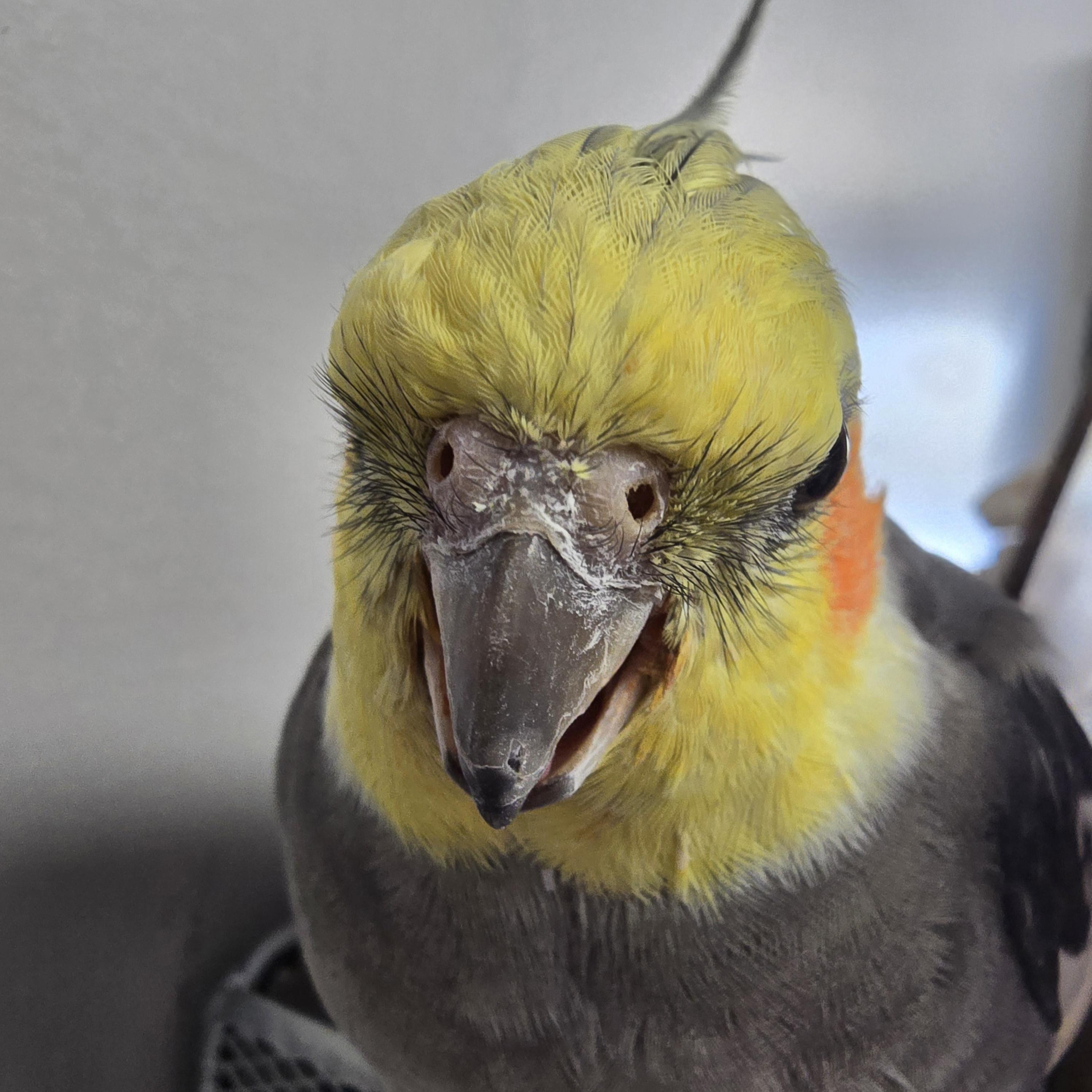 Parrot for adoption - Prince Charming, a Cockatiel in Waukesha, WI ...