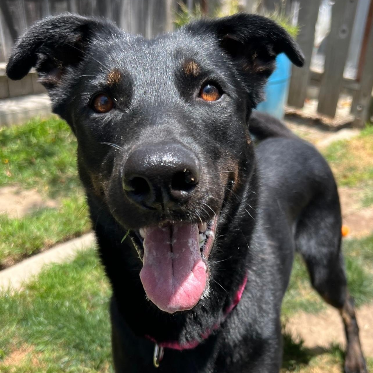 Dog for adoption - Storm, a Shepherd in Beverly Hills, CA | Petfinder