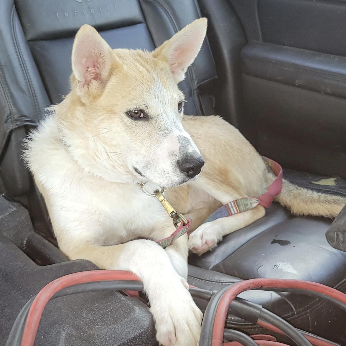 Dog for adoption - Rocco, a Shepherd Mix in Scarborough, ME | Petfinder