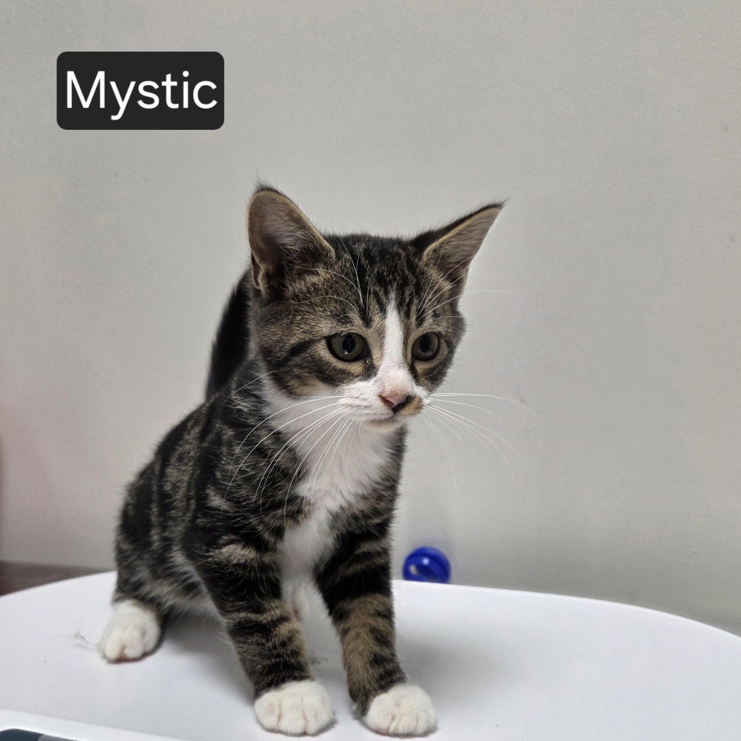 Cat for adoption - Mystic, a Domestic Short Hair in Snow Hill, NC ...