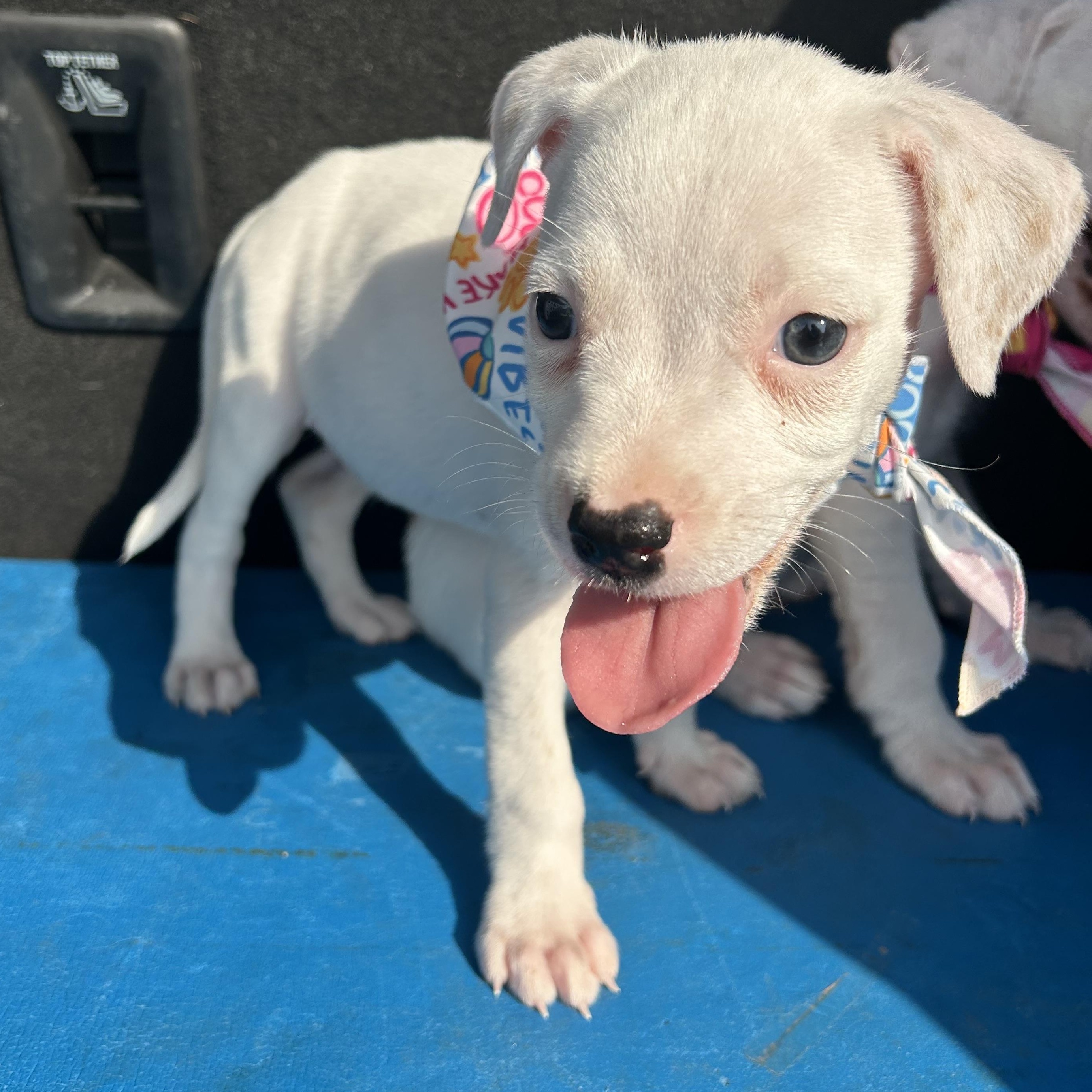Dog for adoption - Lily, a Terrier Mix in Billings, MT | Petfinder