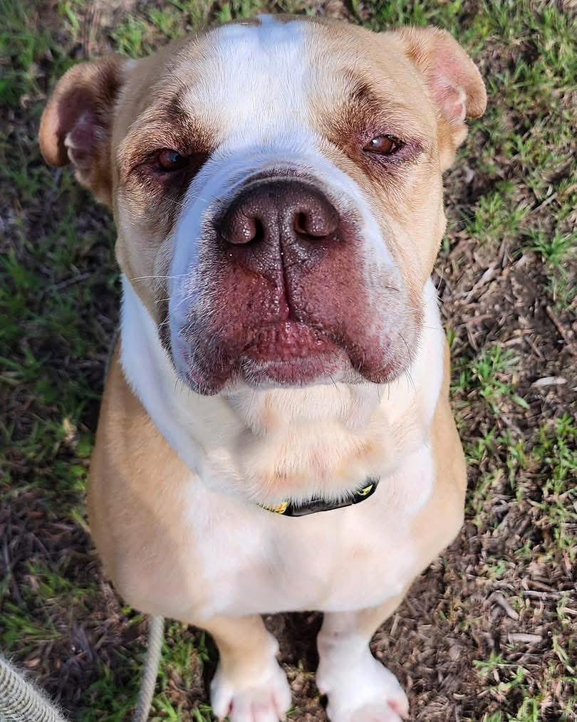 Dog for adoption - Ricky Bobby, a Bulldog Mix in Rossford, OH | Petfinder