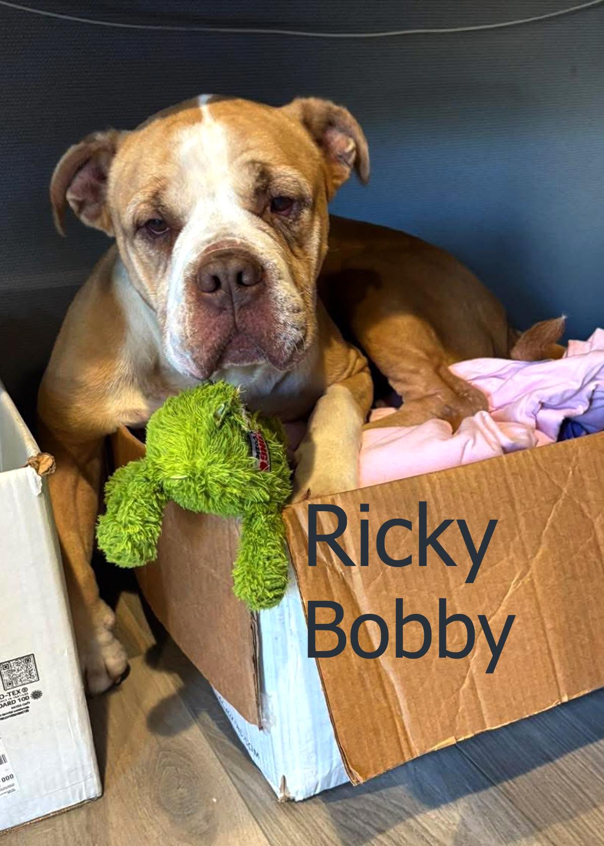 Dog for adoption - Ricky Bobby, a Bulldog Mix in Rossford, OH | Petfinder