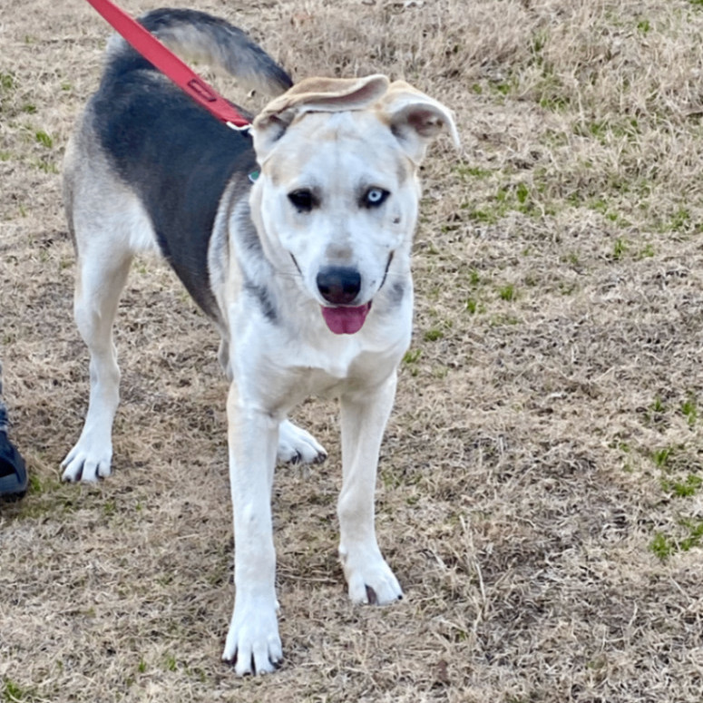 Dog for adoption - Alpha, a Shepherd & Husky Mix in Johnston, RI | Petfinder