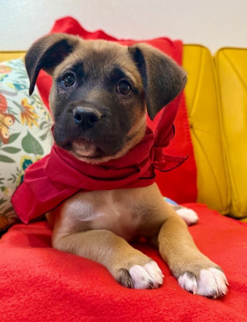 Dog for adoption - Jessa the Joyful Wiggleschmoopsie, a Black Mouth Cur ...