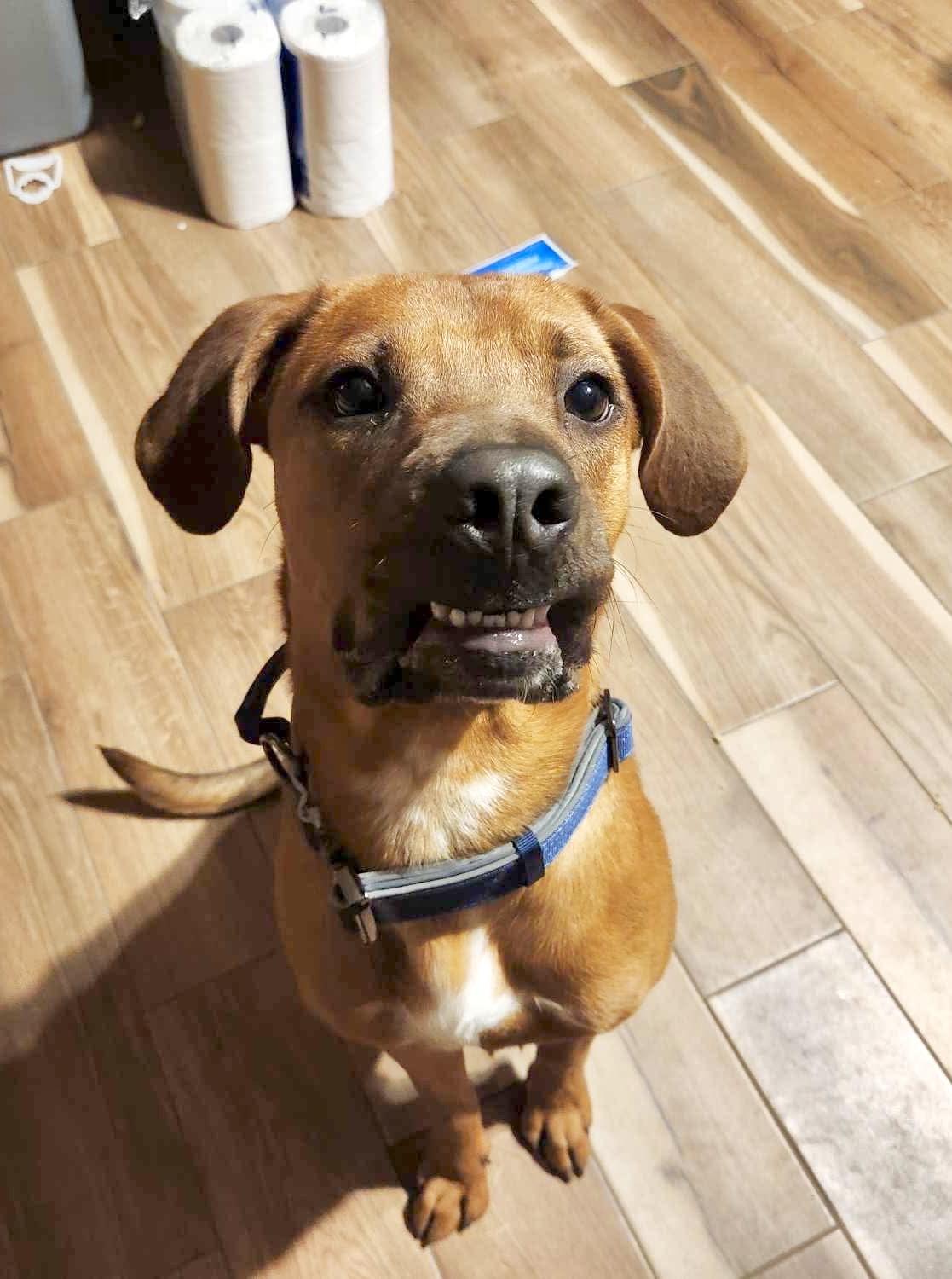 Dog for adoption - Bucee, a Rhodesian Ridgeback Mix in Bellingham, WA ...