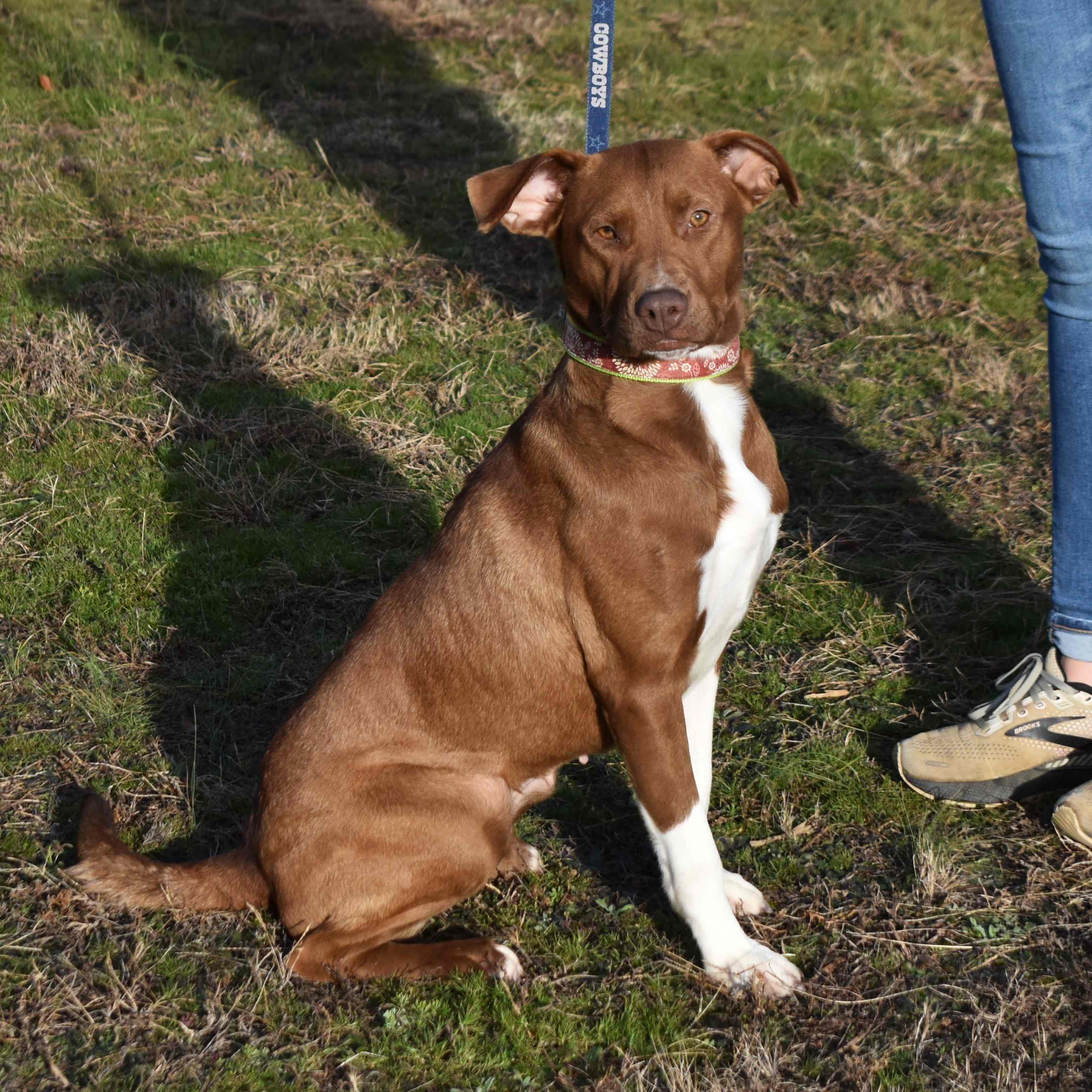 Dog for adoption - Mocha, a Mixed Breed in Searcy, AR | Petfinder