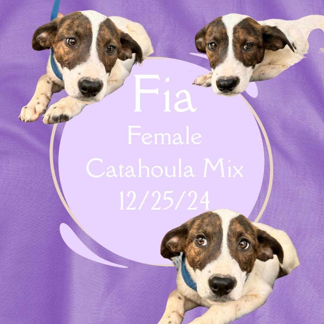 Dog for adoption - Fia, a Catahoula Leopard Dog Mix in Buffalo, NY | Petfinder