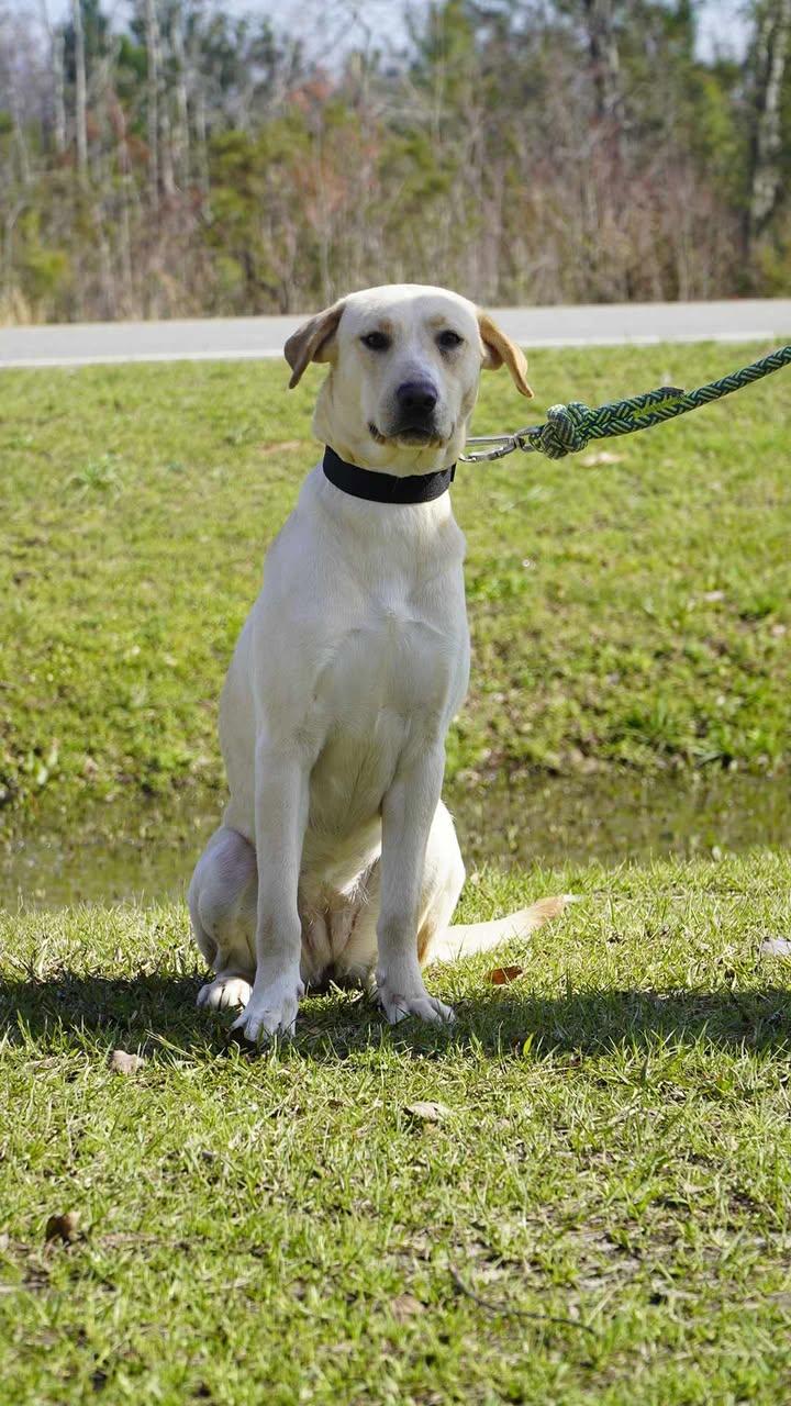 Dog for adoption - Ellie, a Yellow Labrador Retriever Mix in Lakeland ...